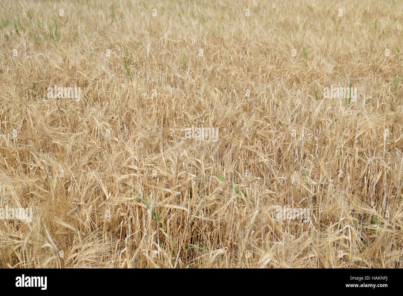 Wheat farm harvest hi-res stock photography and images - Alamy