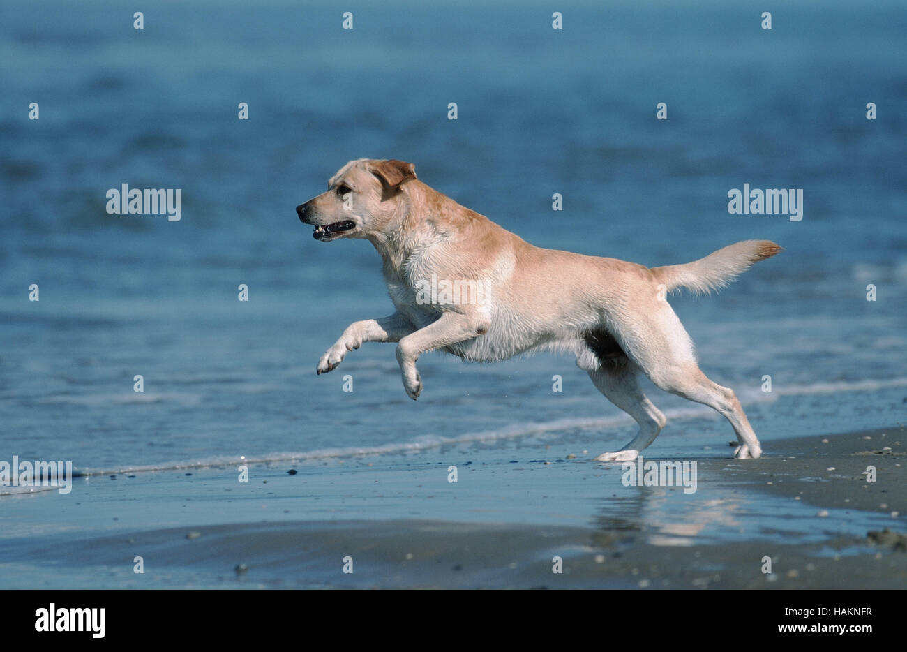 Labrador springen hi-res stock photography and images - Alamy