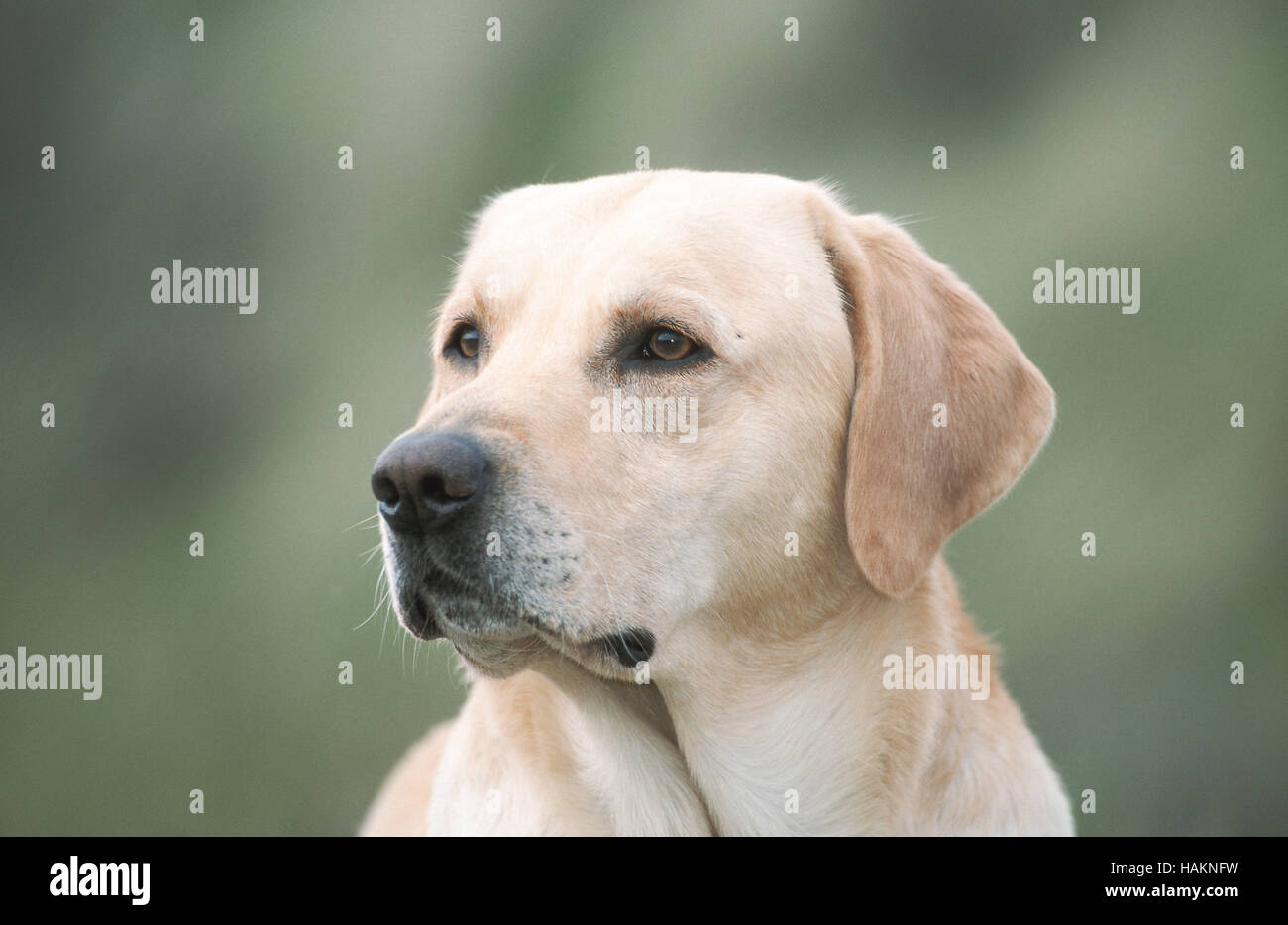 Chien labrador hi-res stock photography and images - Alamy