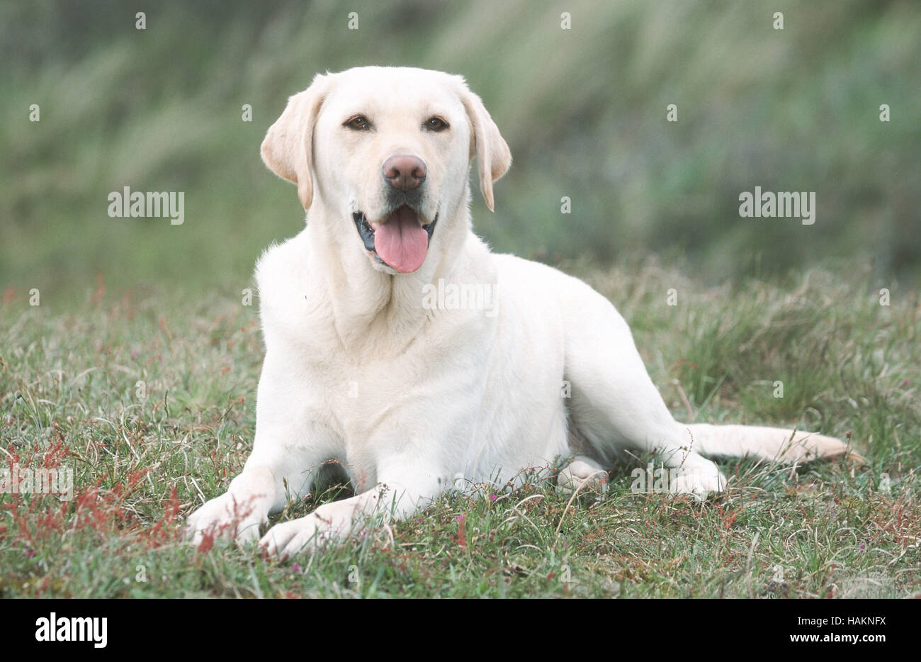 Chien labrador hi-res stock photography and images - Alamy