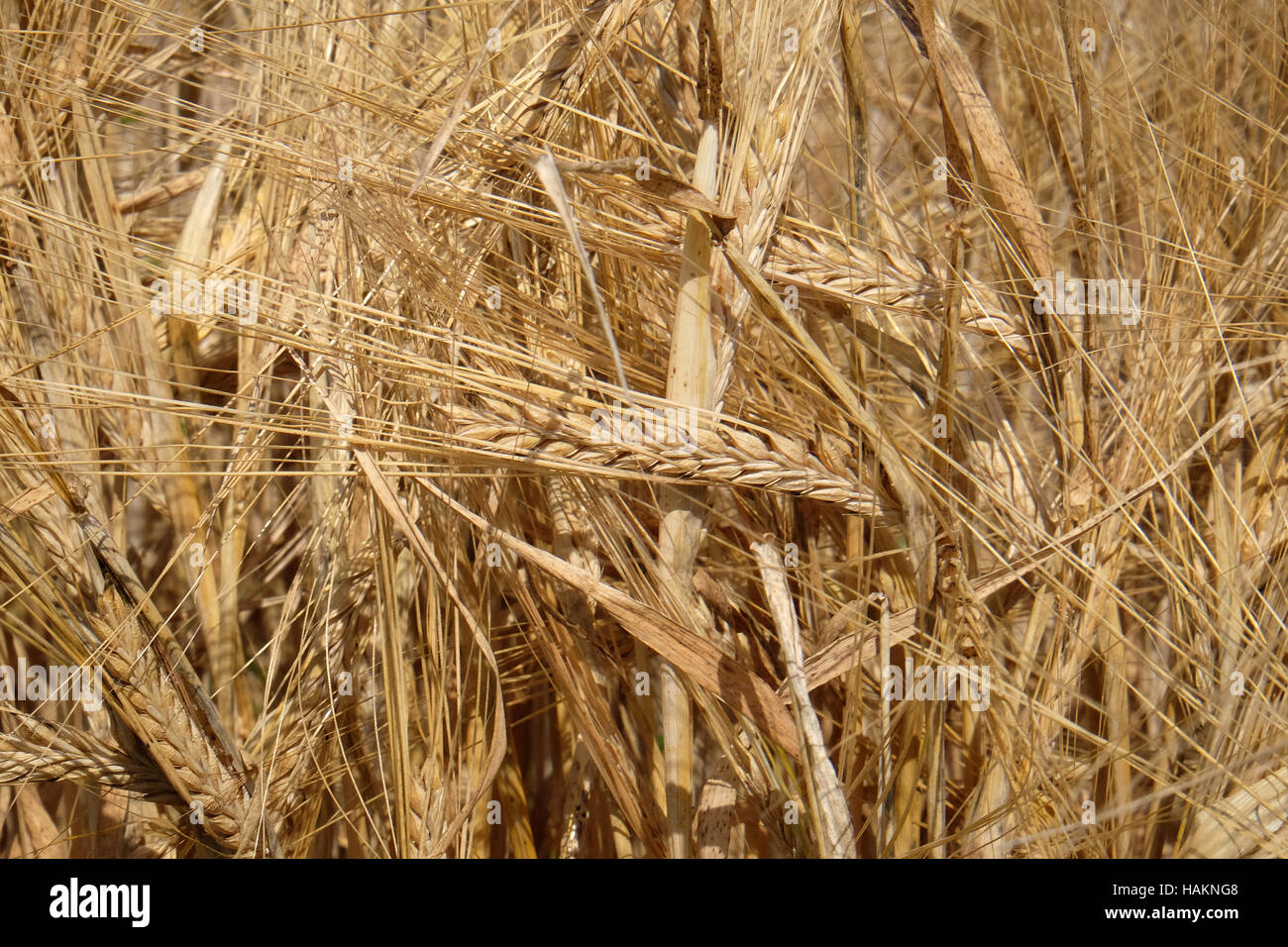 Wheat farm harvest hi-res stock photography and images - Alamy