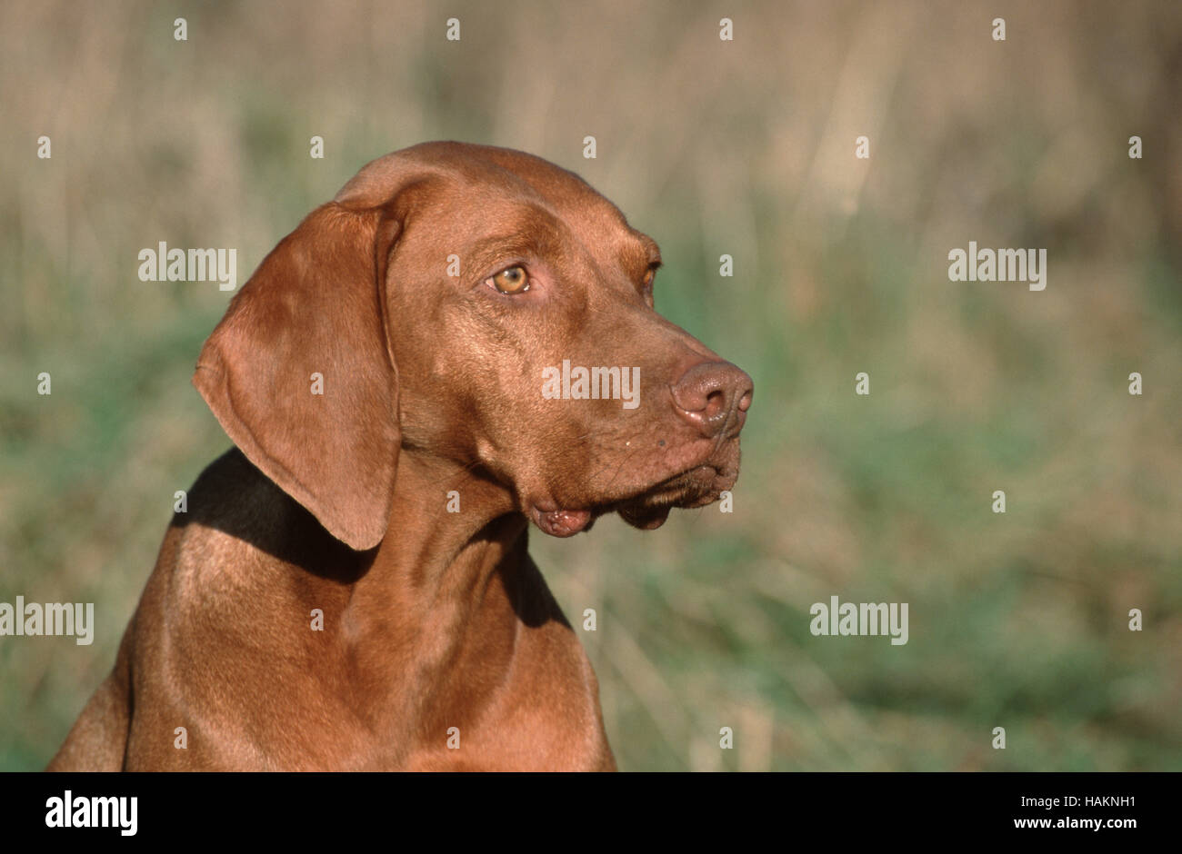 Magyar vizla hi-res stock photography and images - Alamy