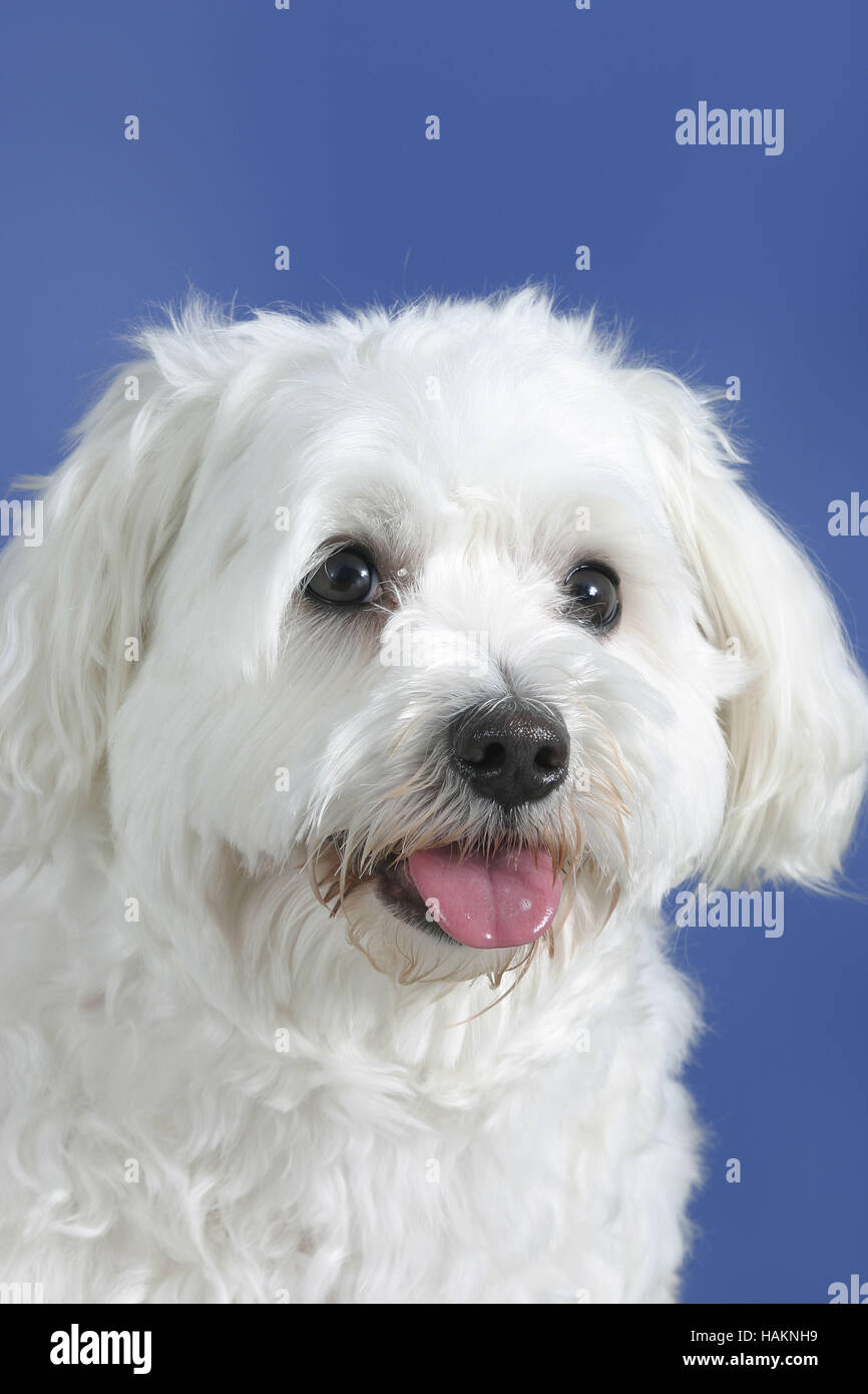 Maltaise hi-res stock photography and images - Alamy