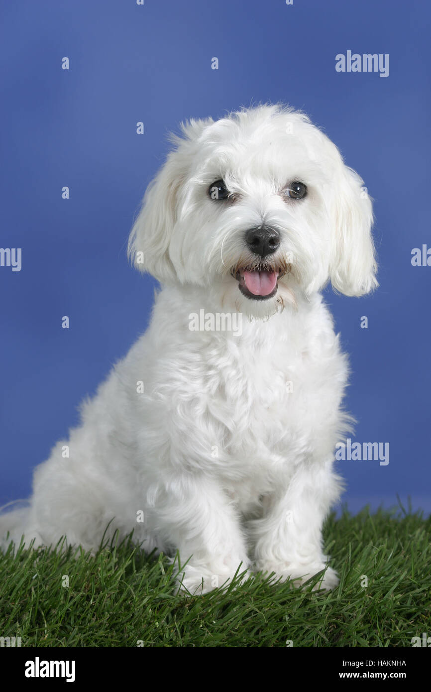 Perro malteser hi-res stock photography and images - Alamy