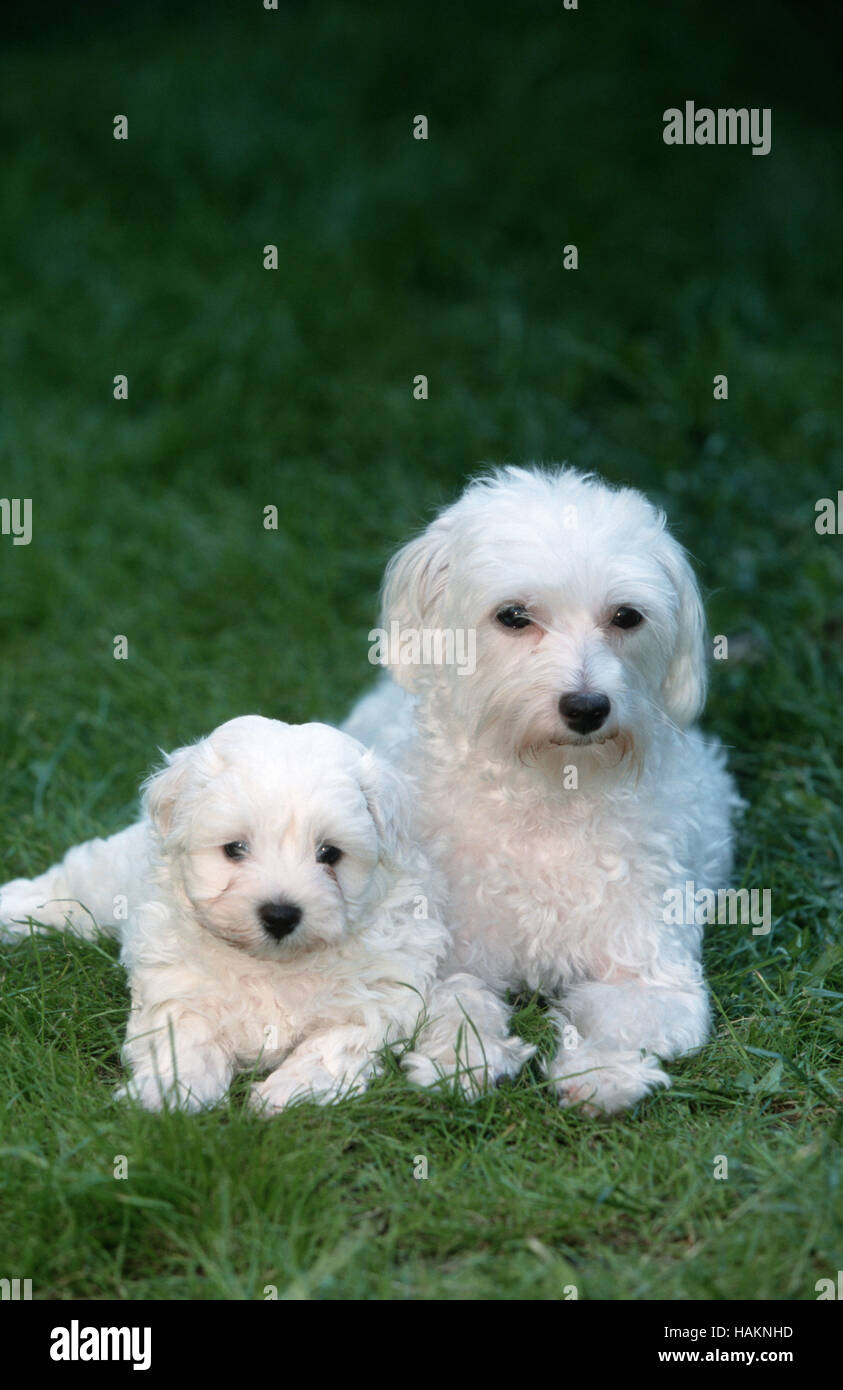 Malta family children hi-res stock photography and images - Alamy