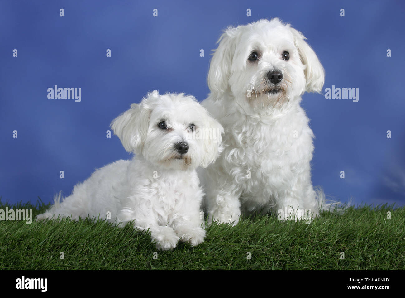 Perro malteser hi-res stock photography and images - Alamy
