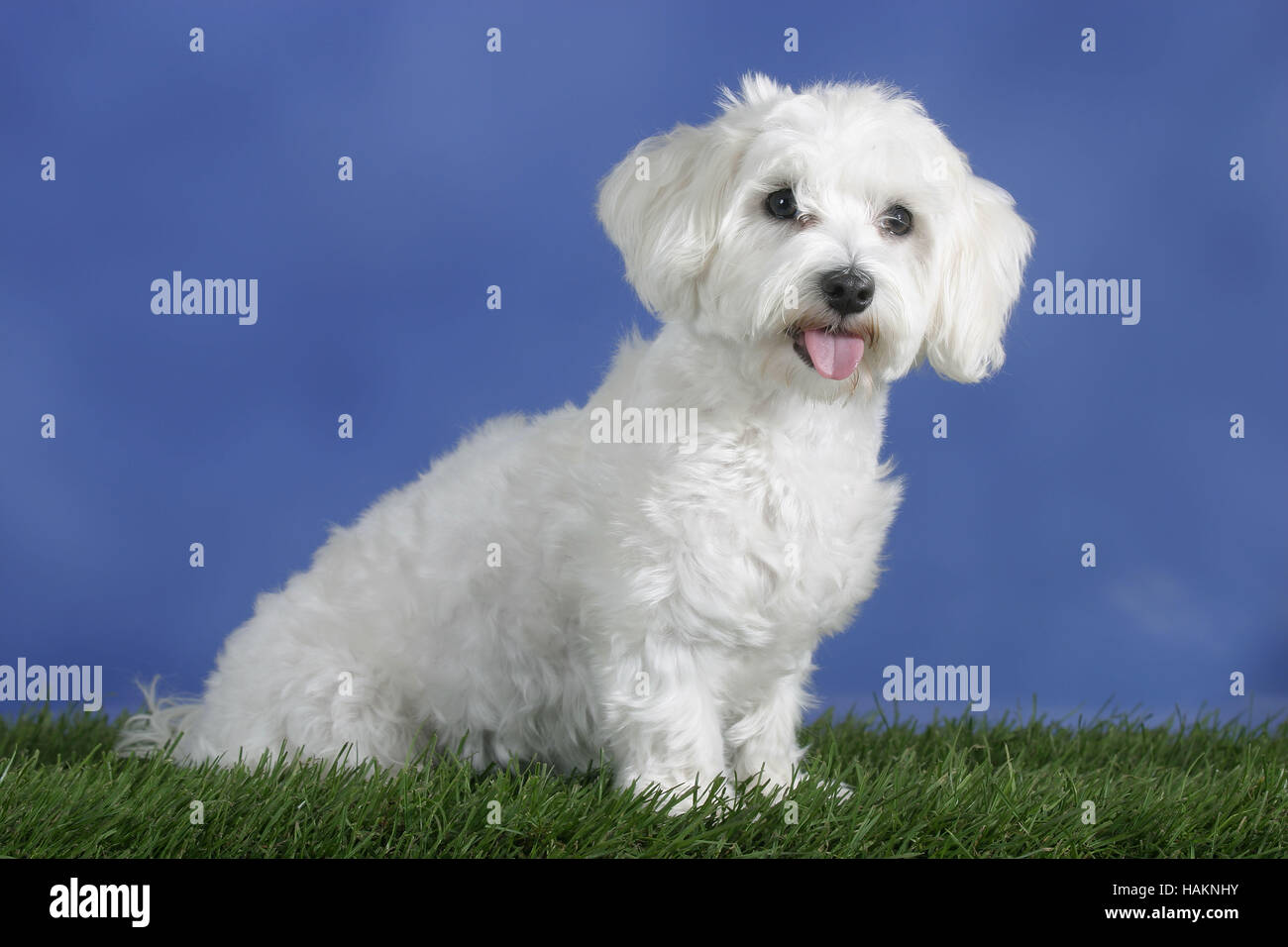 Maltaise hi-res stock photography and images - Alamy