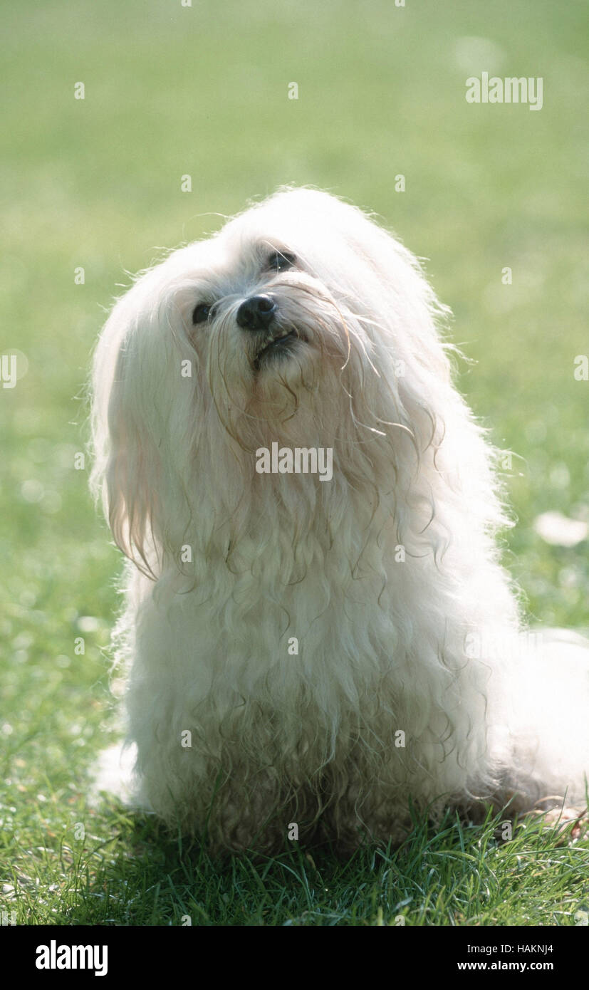 Maltese language hi-res stock photography and images - Alamy