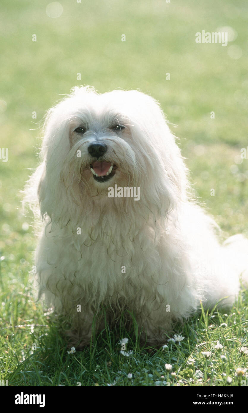 Perro Simpatico High Resolution Stock Photography and Images - Alamy