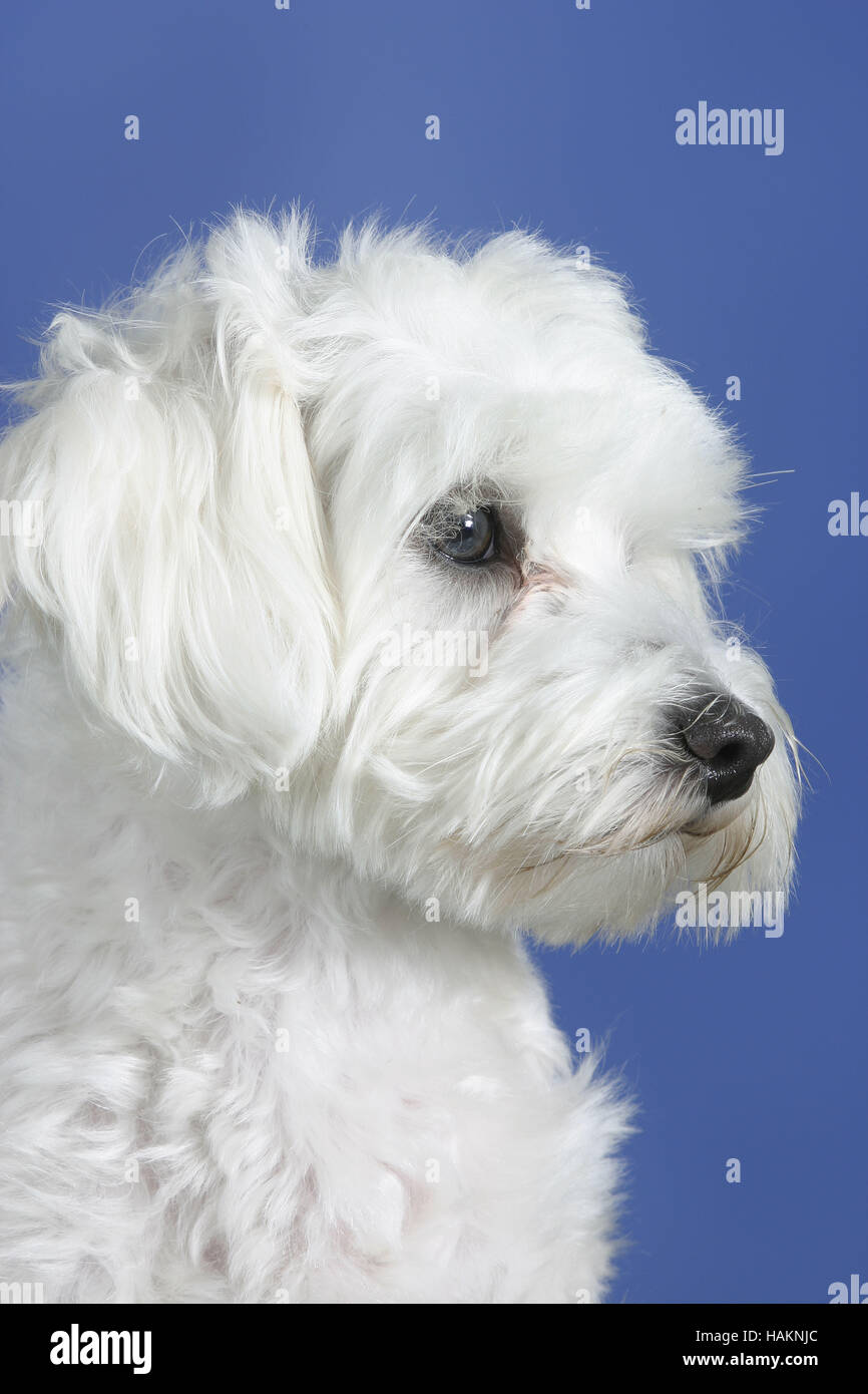 Maltaise hi-res stock photography and images - Alamy