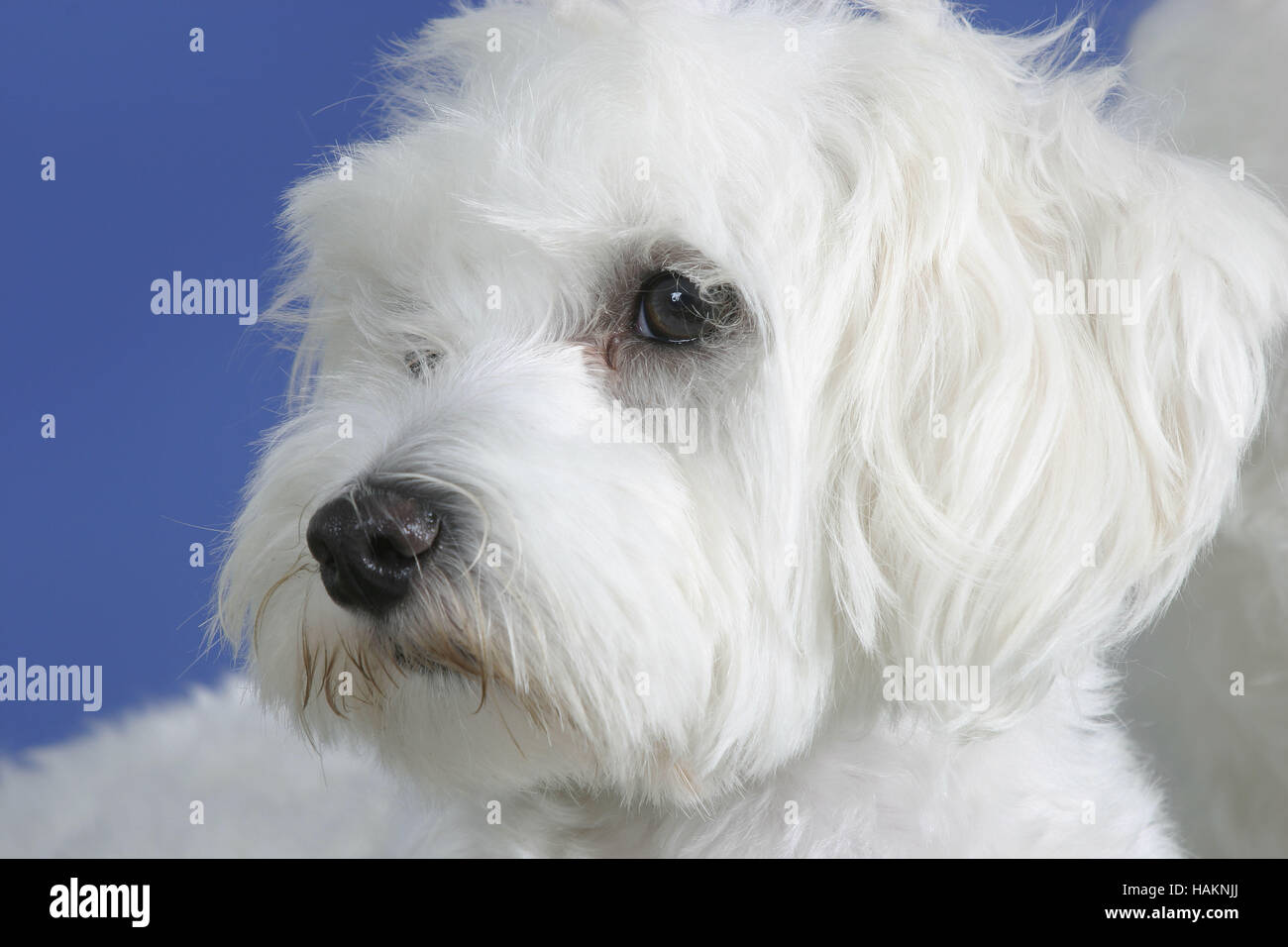 Maltaise hi-res stock photography and images - Alamy