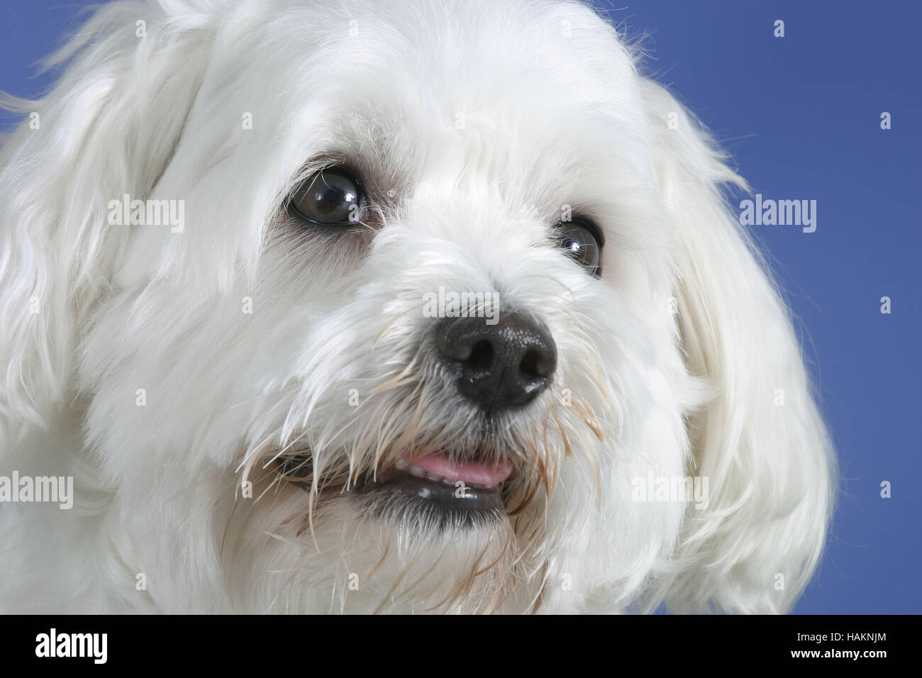 Perro malteser hi-res stock photography and images - Alamy