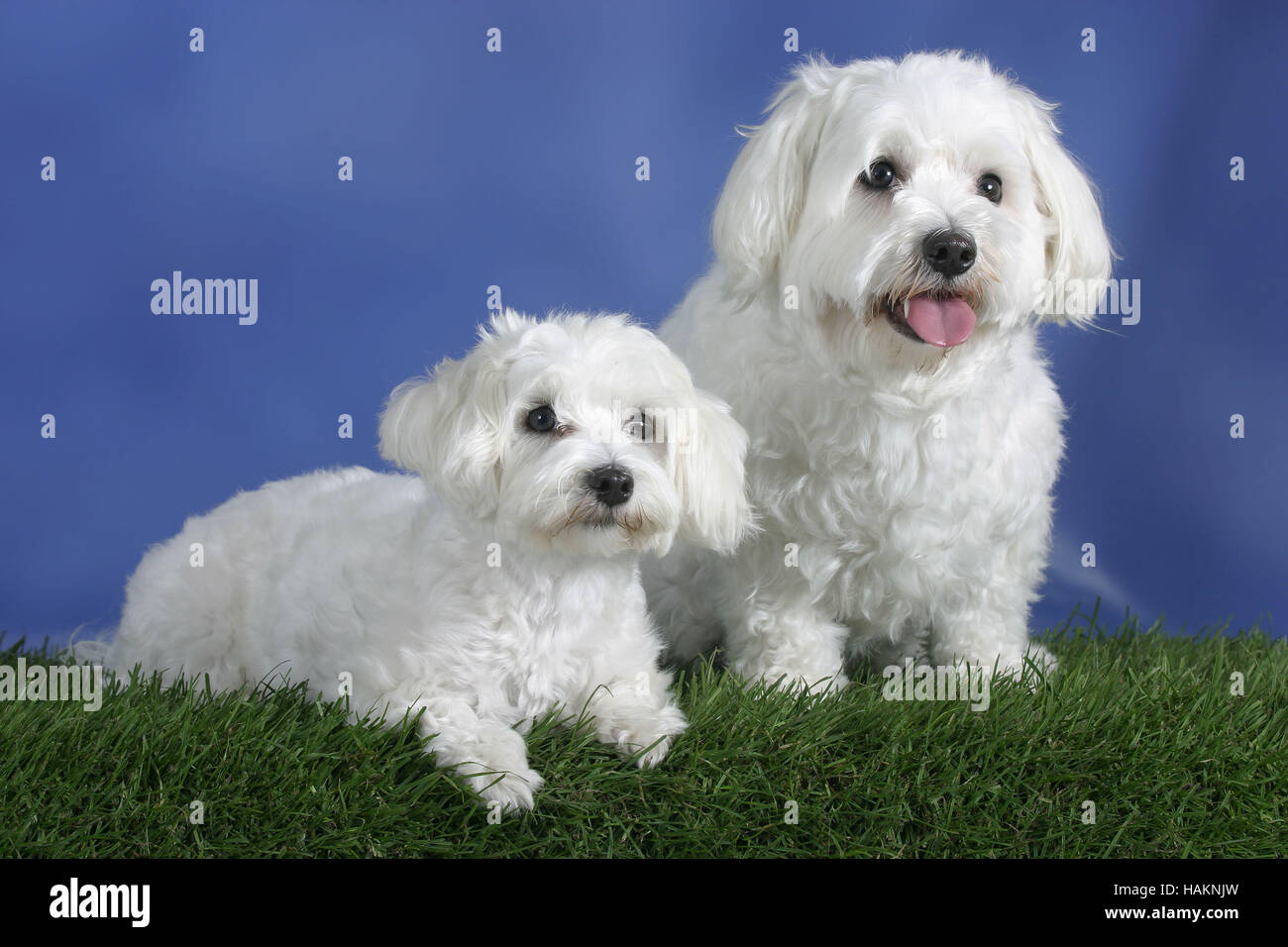 Hund italien hi-res stock photography and images - Alamy
