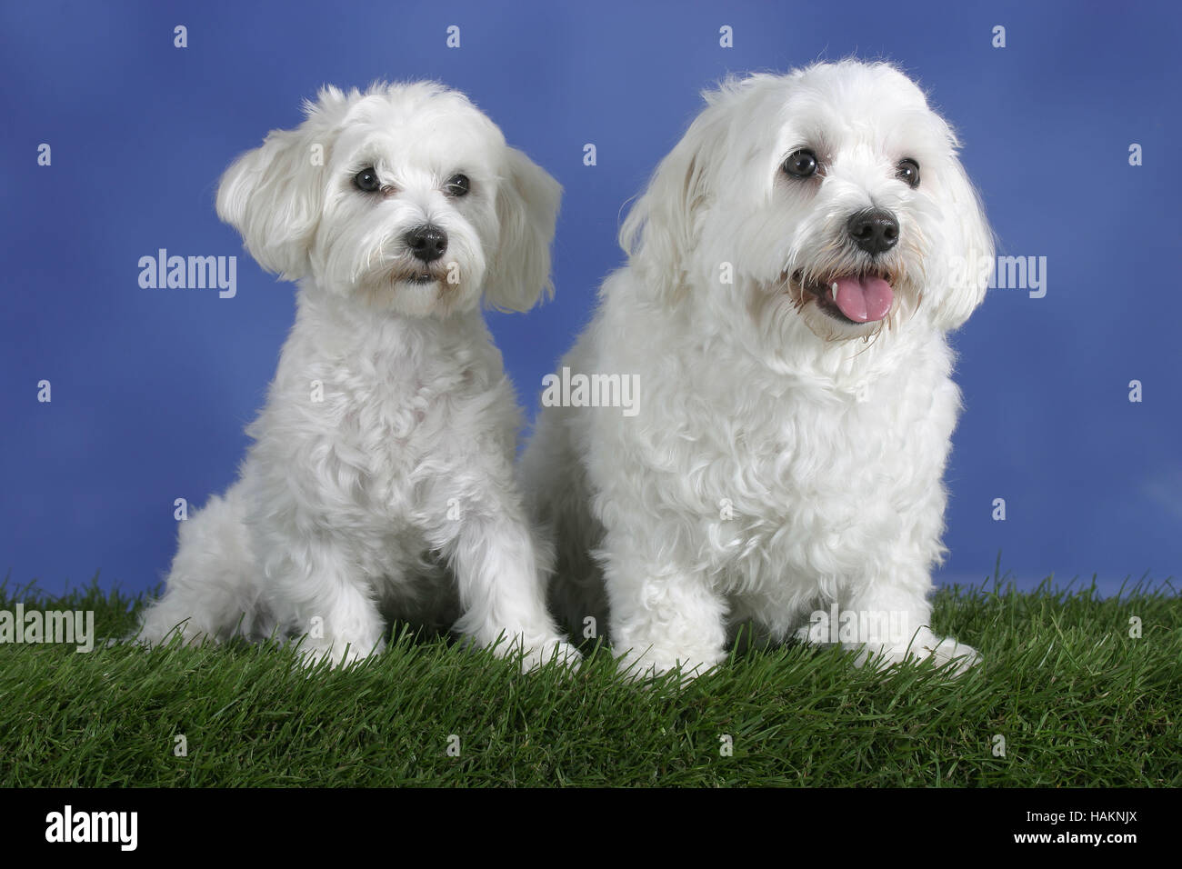 Maltese malteser hi-res stock photography and images - Alamy