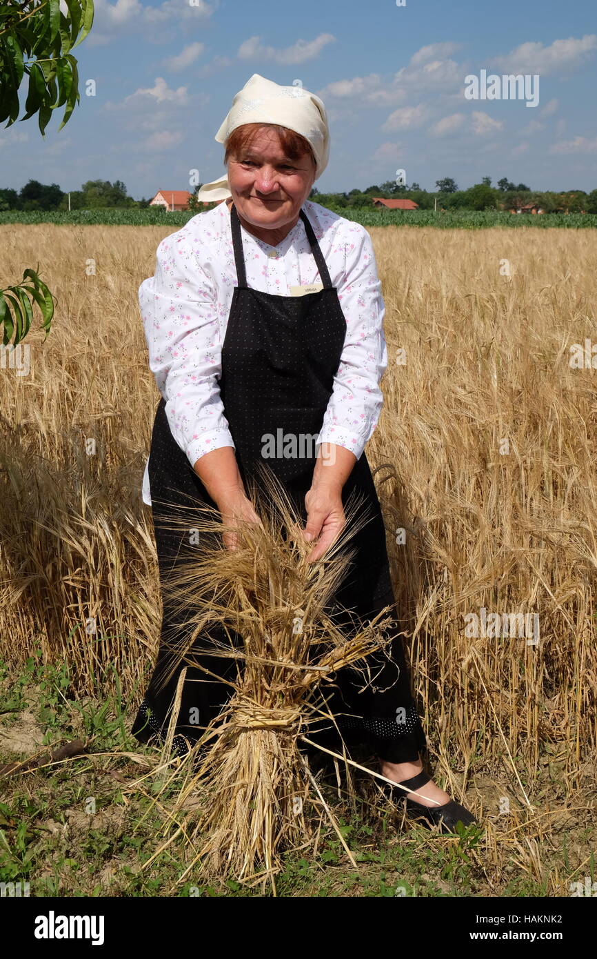 Peasant woman harvesting wheat with scythe in wheat fields in Nedelisce ...