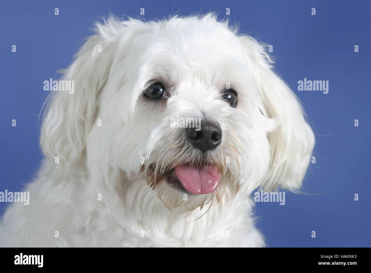 Maltese dog malta hi-res stock photography and images - Alamy