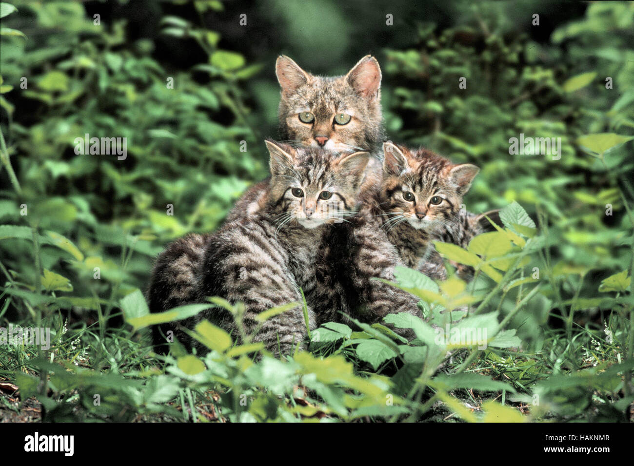 Common Wild Cat / Europaeische Wildkatze Stock Photo - Alamy