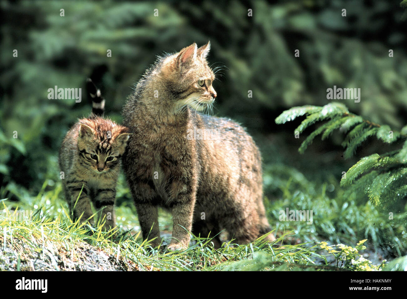 Common Wild Cat / Europaeische Wildkatze Stock Photo - Alamy