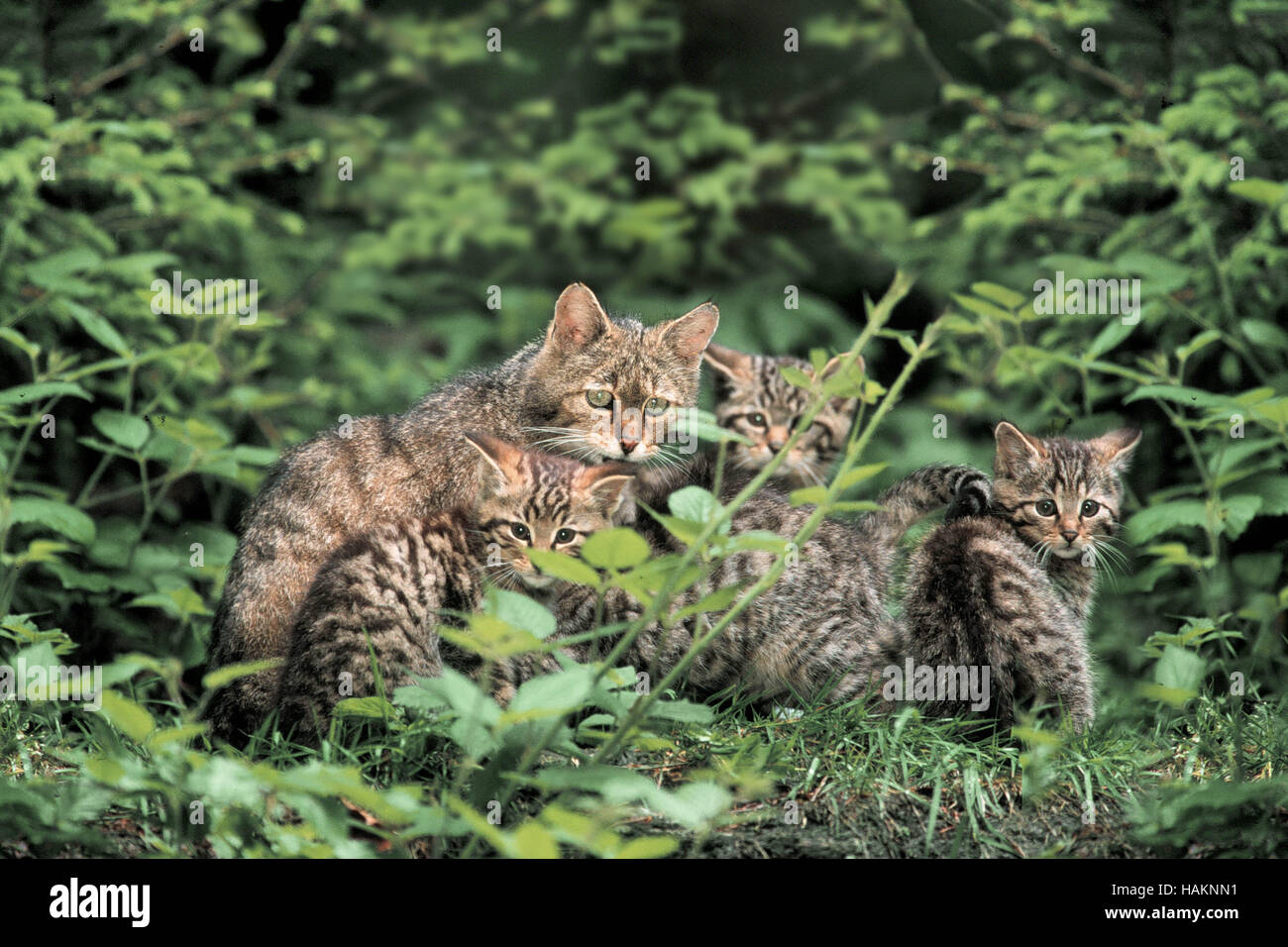 Raubtiere carnivora familie hi-res stock photography and images - Alamy