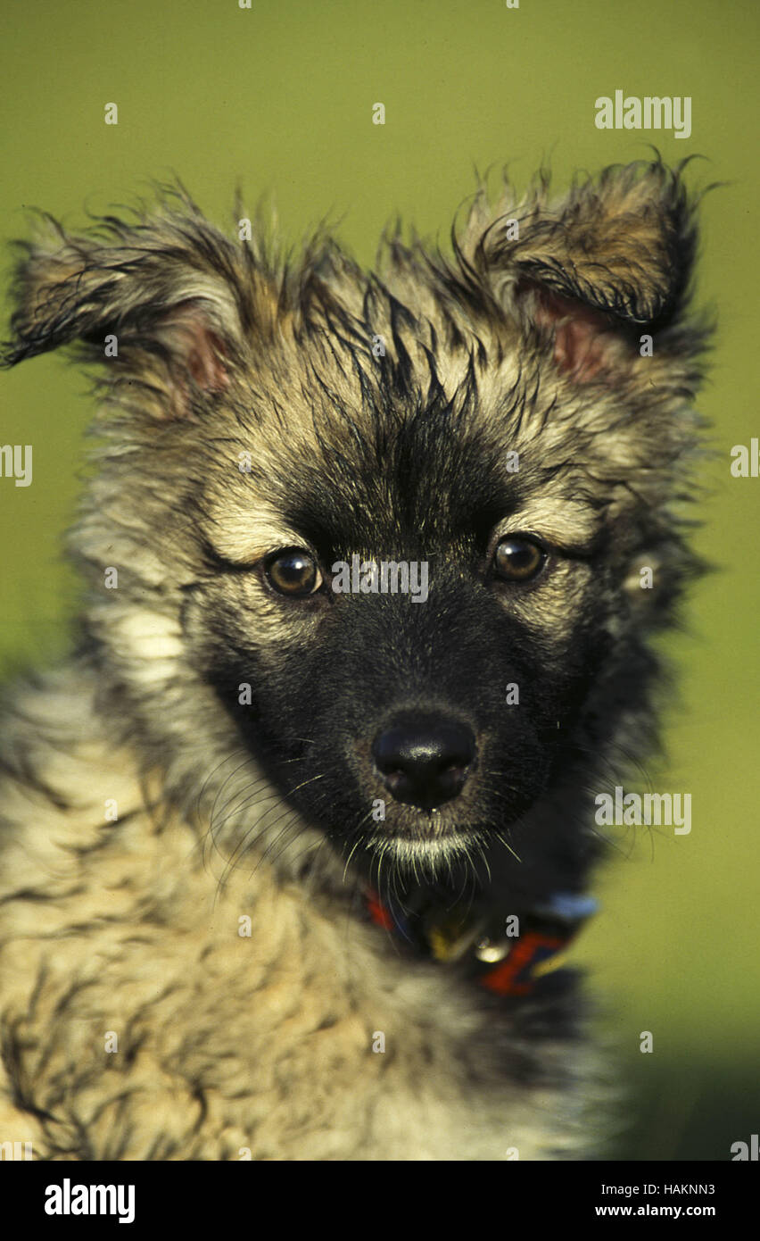 Perro Simpatico High Resolution Stock Photography and Images - Alamy