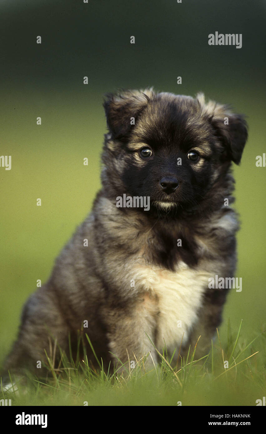 Perro Simpatico High Resolution Stock Photography and Images - Alamy