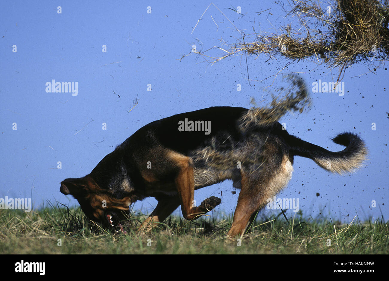 Haggard Pet High Resolution Stock Photography and Images - Alamy