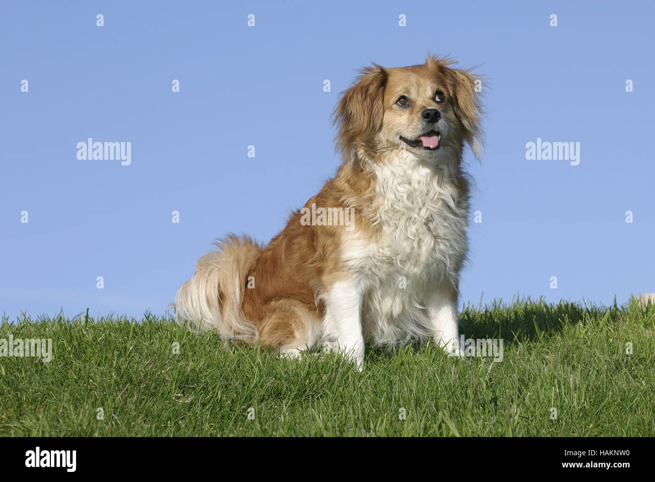 Mixed Breed Dog Stock Photo Alamy mixed-breed-dog-stock-photo-alamy