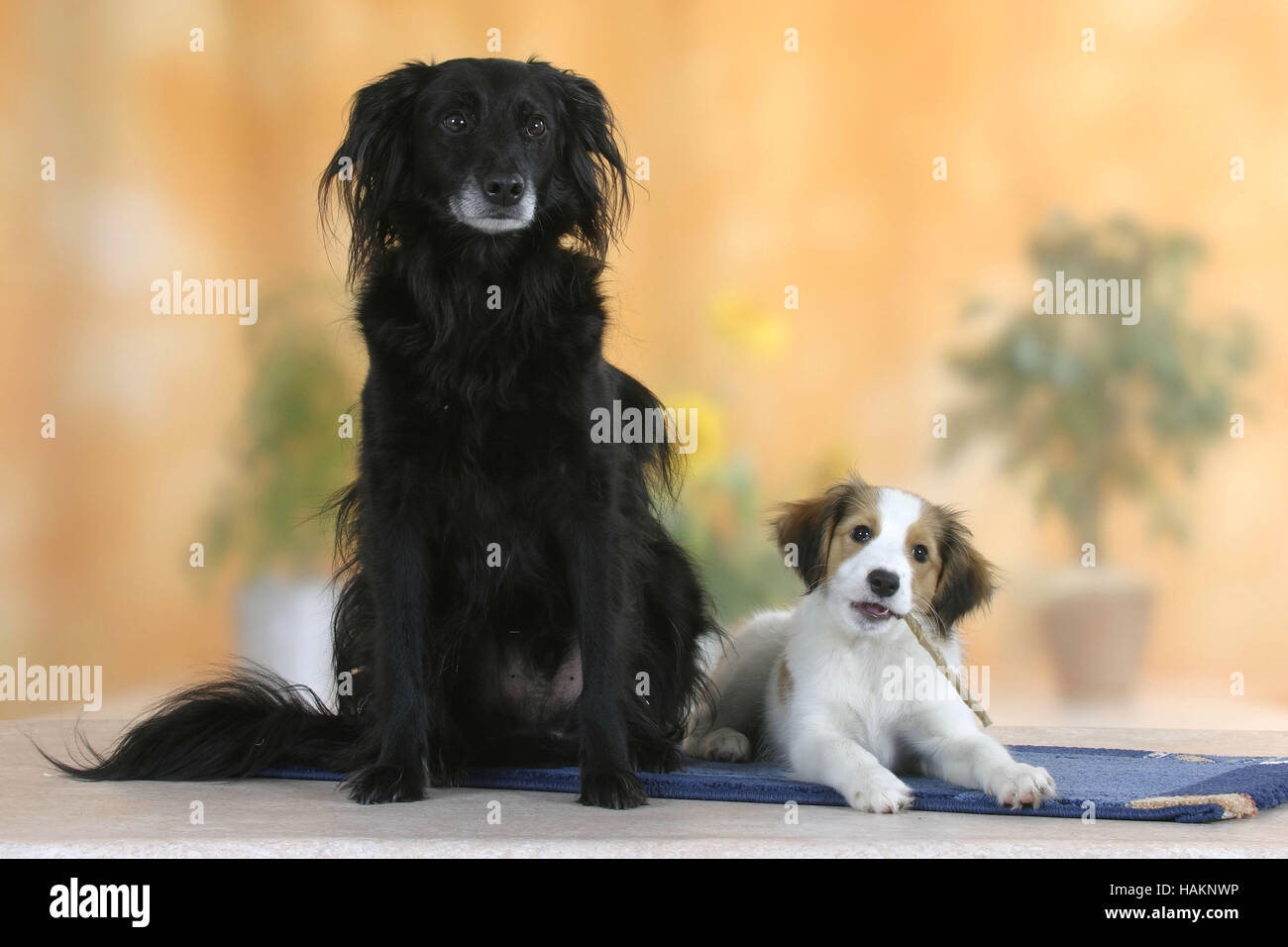 Small Dutch Waterfowl Dog Stock Photo - Alamy