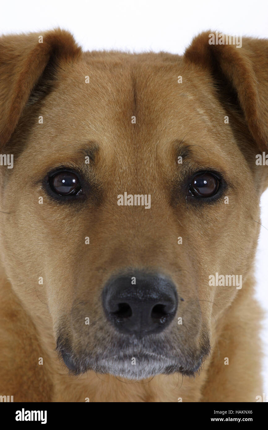 Mixed Breed Dog Stock Photo - Alamy