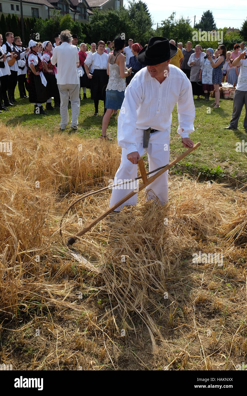 Farmer harvesting wheat with scythe in wheat fields in Nedelisce ...