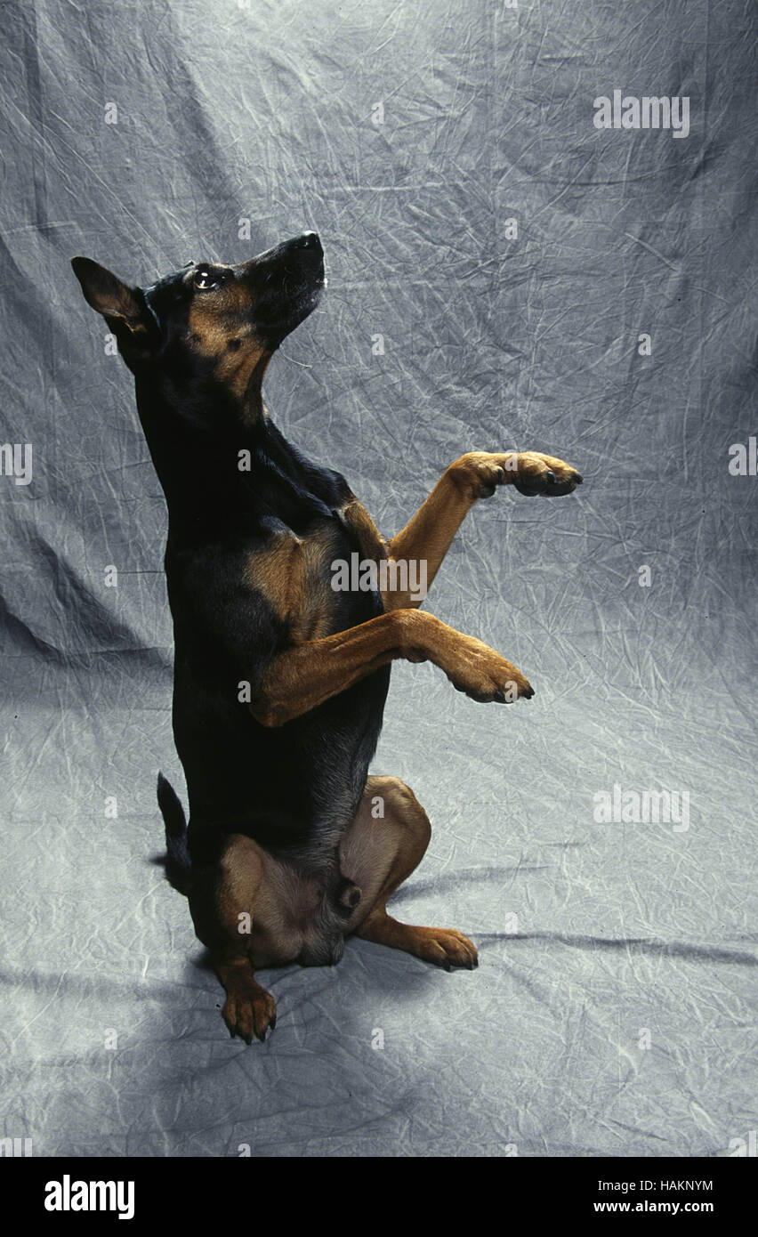 Tricky dog hi-res stock photography and images - Alamy