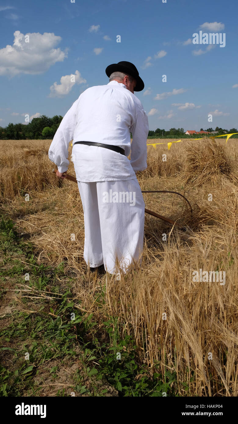 Farmer harvesting wheat with scythe in wheat fields in Nedelisce ...
