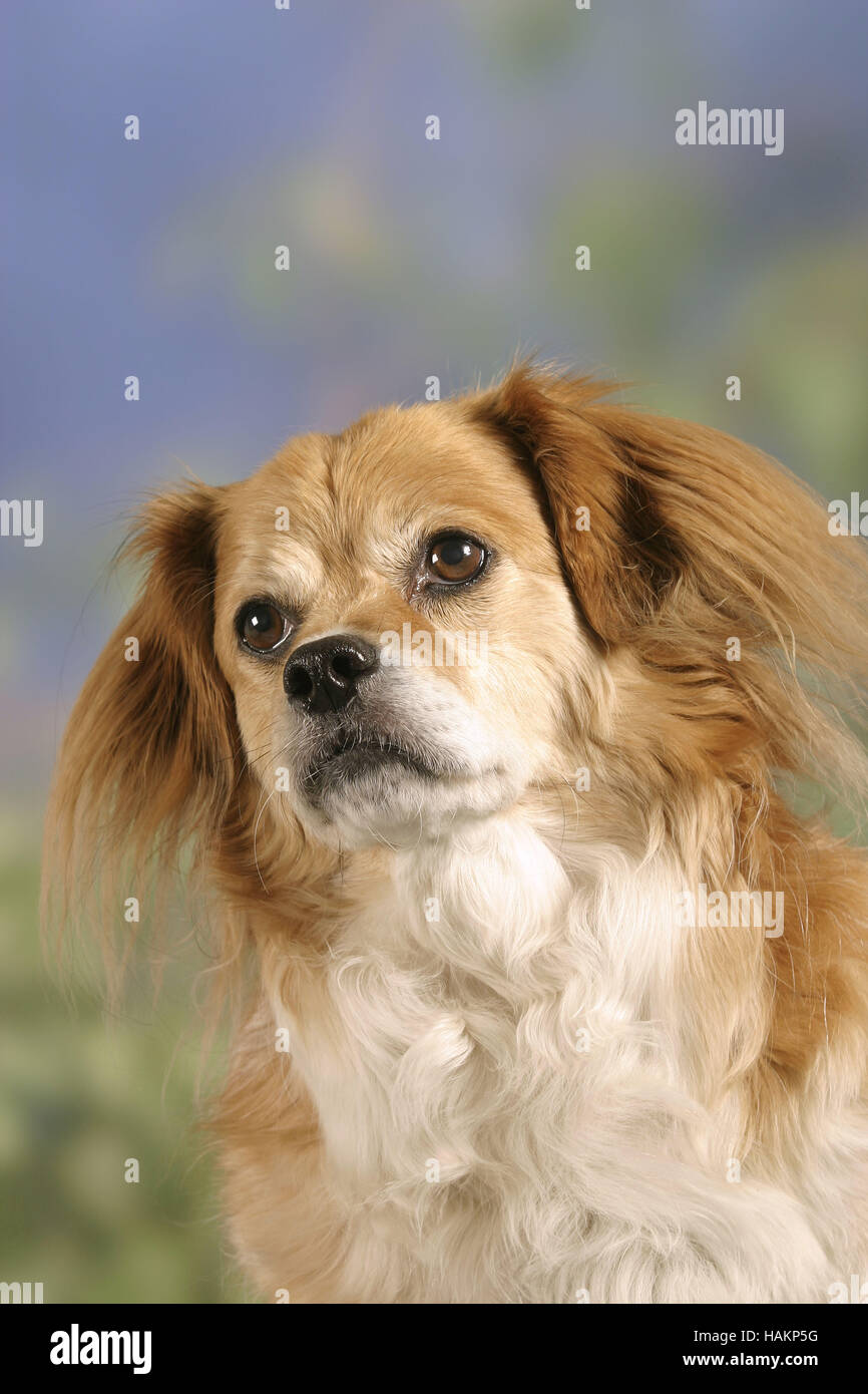 Mixed Breed Dog Stock Photo - Alamy