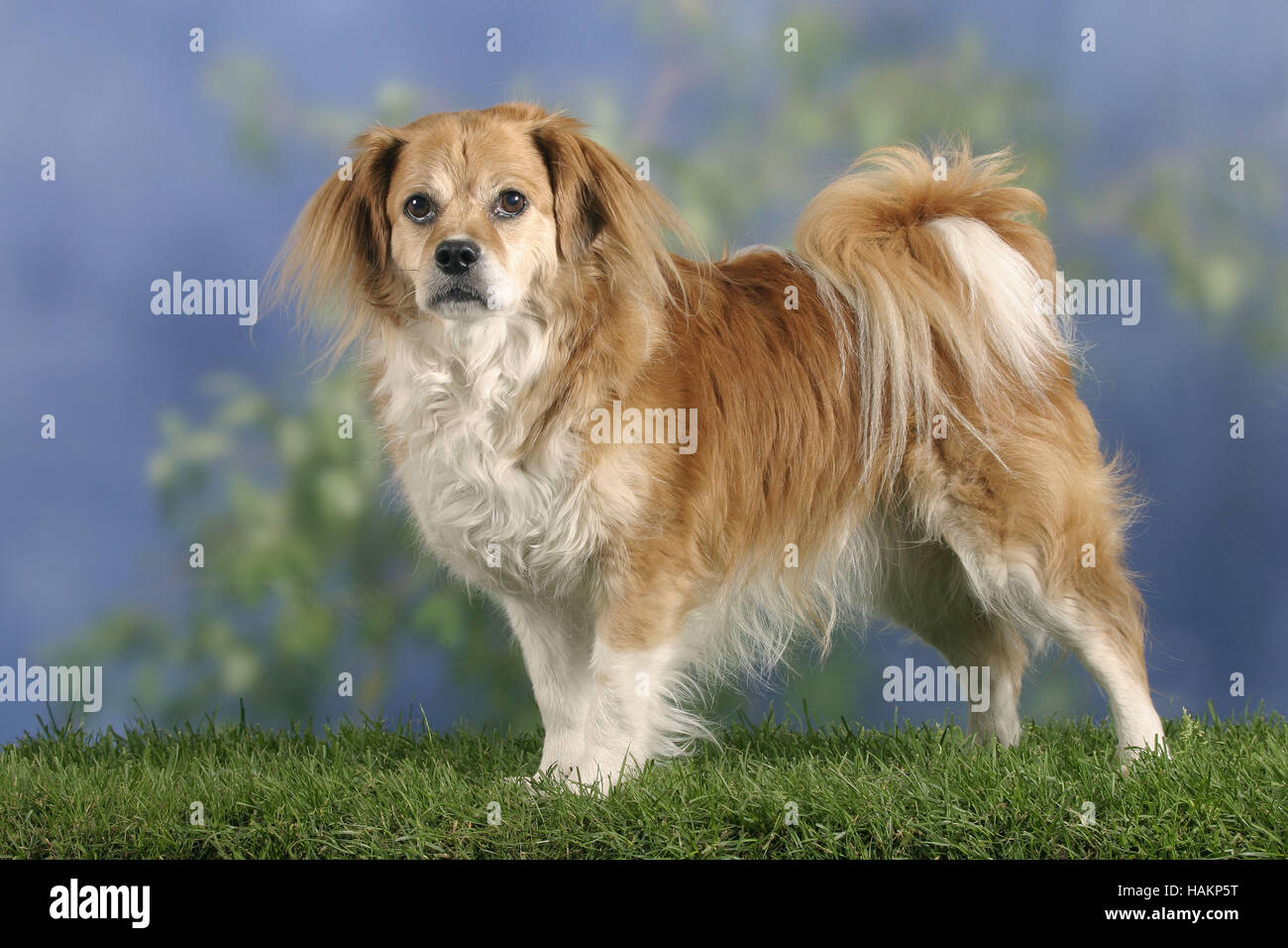 Animals breed of dog hi-res stock photography and images - Alamy
