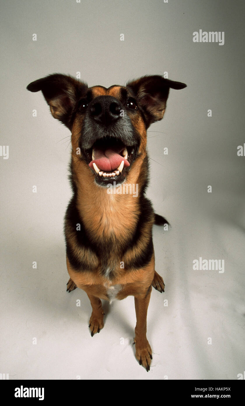 Mixed Breed Dog Stock Photo - Alamy