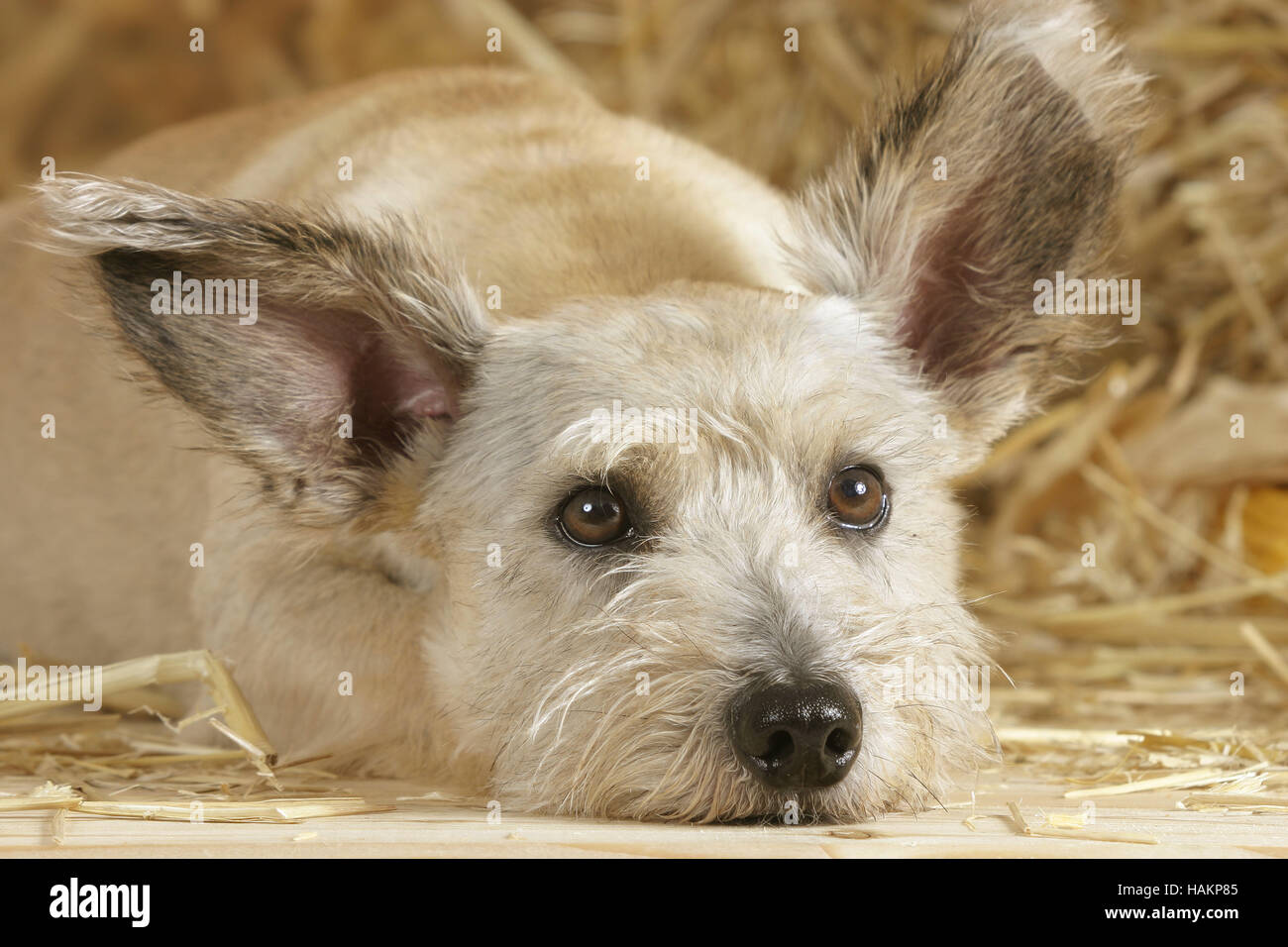 Worn out dog hi-res stock photography and images - Alamy