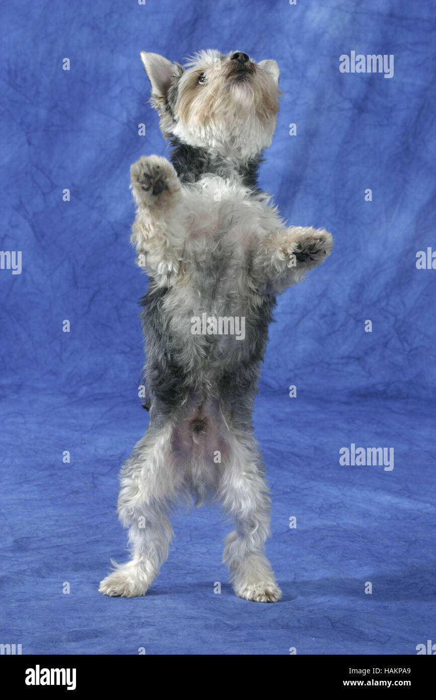 Tricky dog hi-res stock photography and images - Alamy