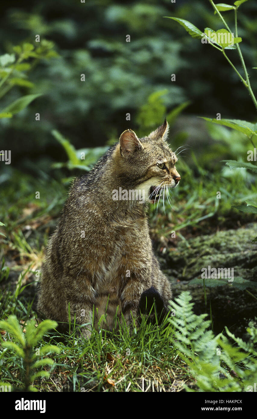Wild cat wil hi-res stock photography and images - Alamy