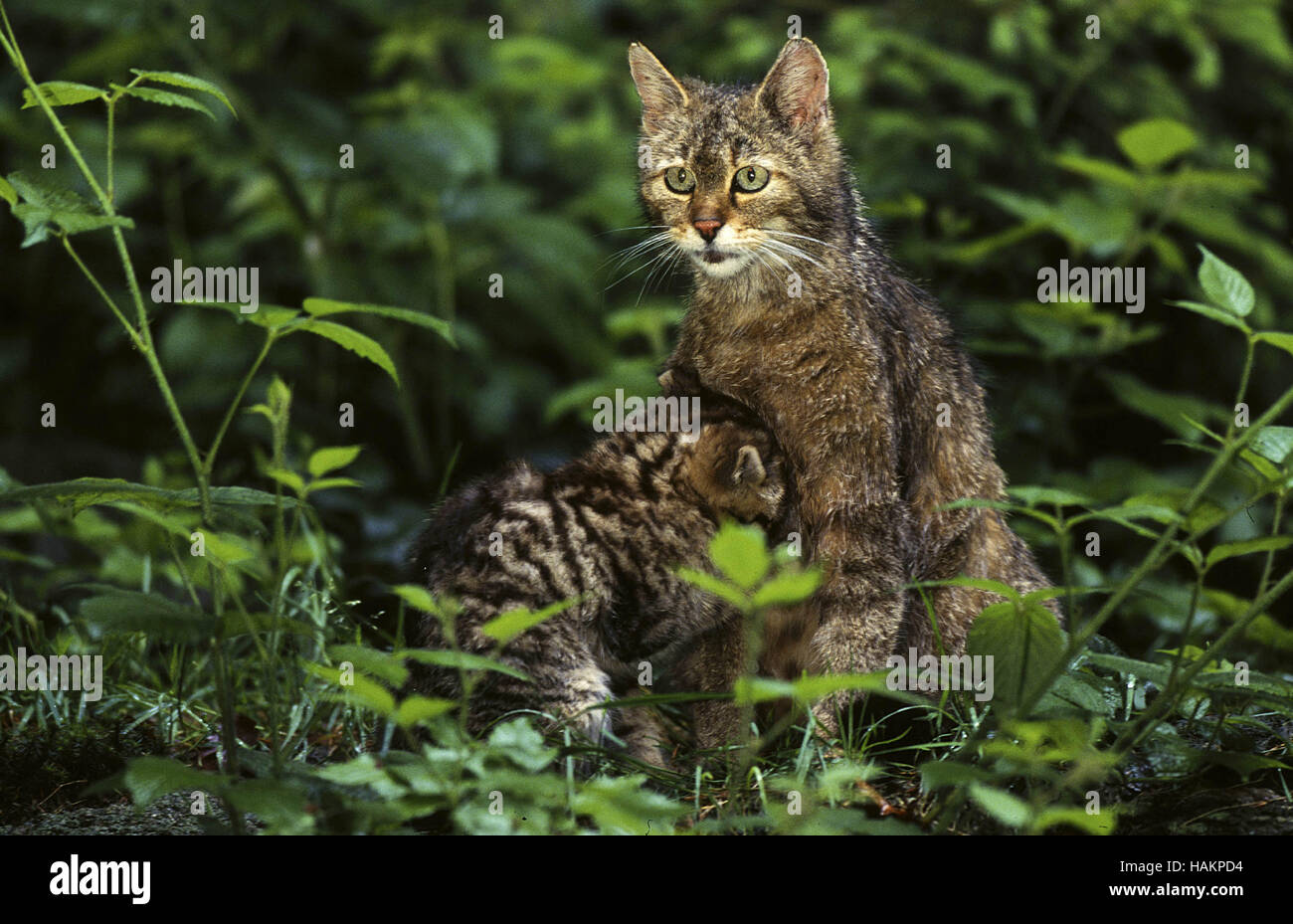 European Wildcat / Europaeische Wildkatze Stock Photo - Alamy