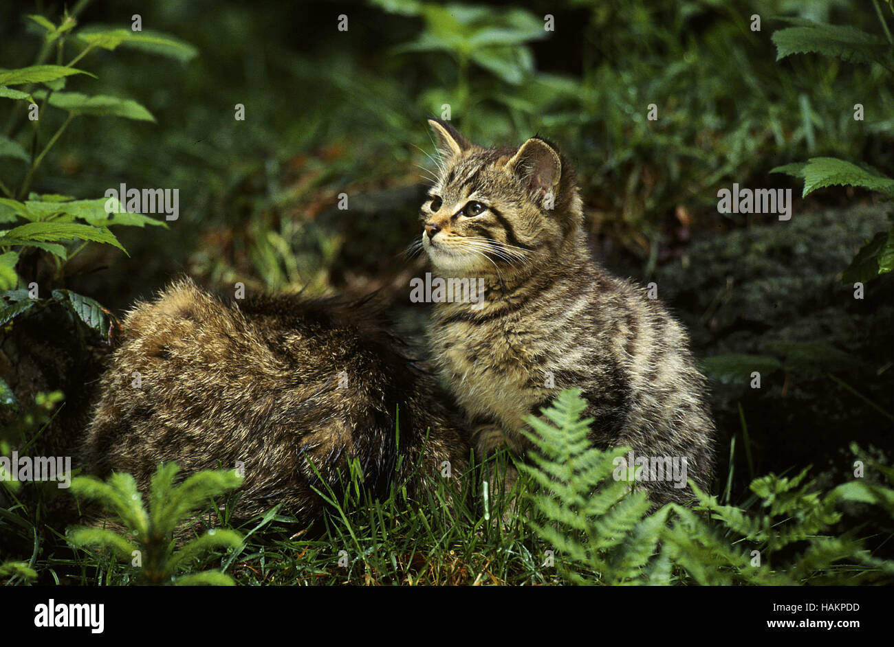 Wald deutschland wildkatze hi-res stock photography and images - Alamy