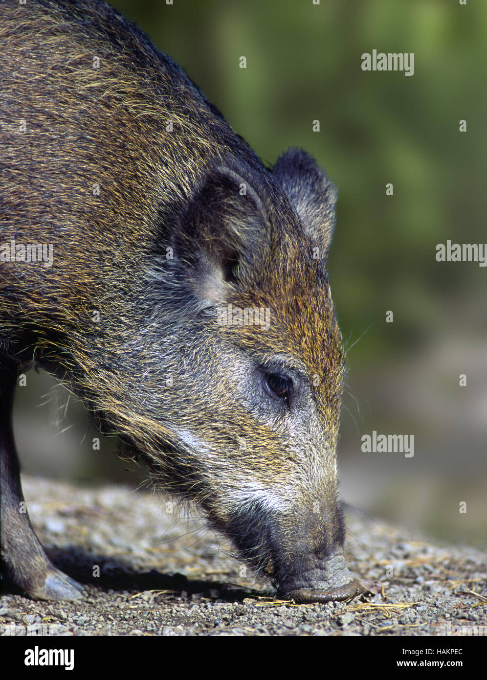 Junges wildschwein frischlinge hi-res stock photography and images - Alamy