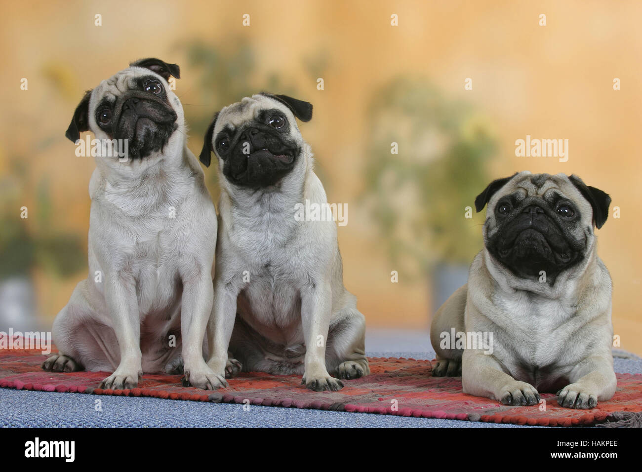 Mopshund hi-res stock photography and images - Alamy