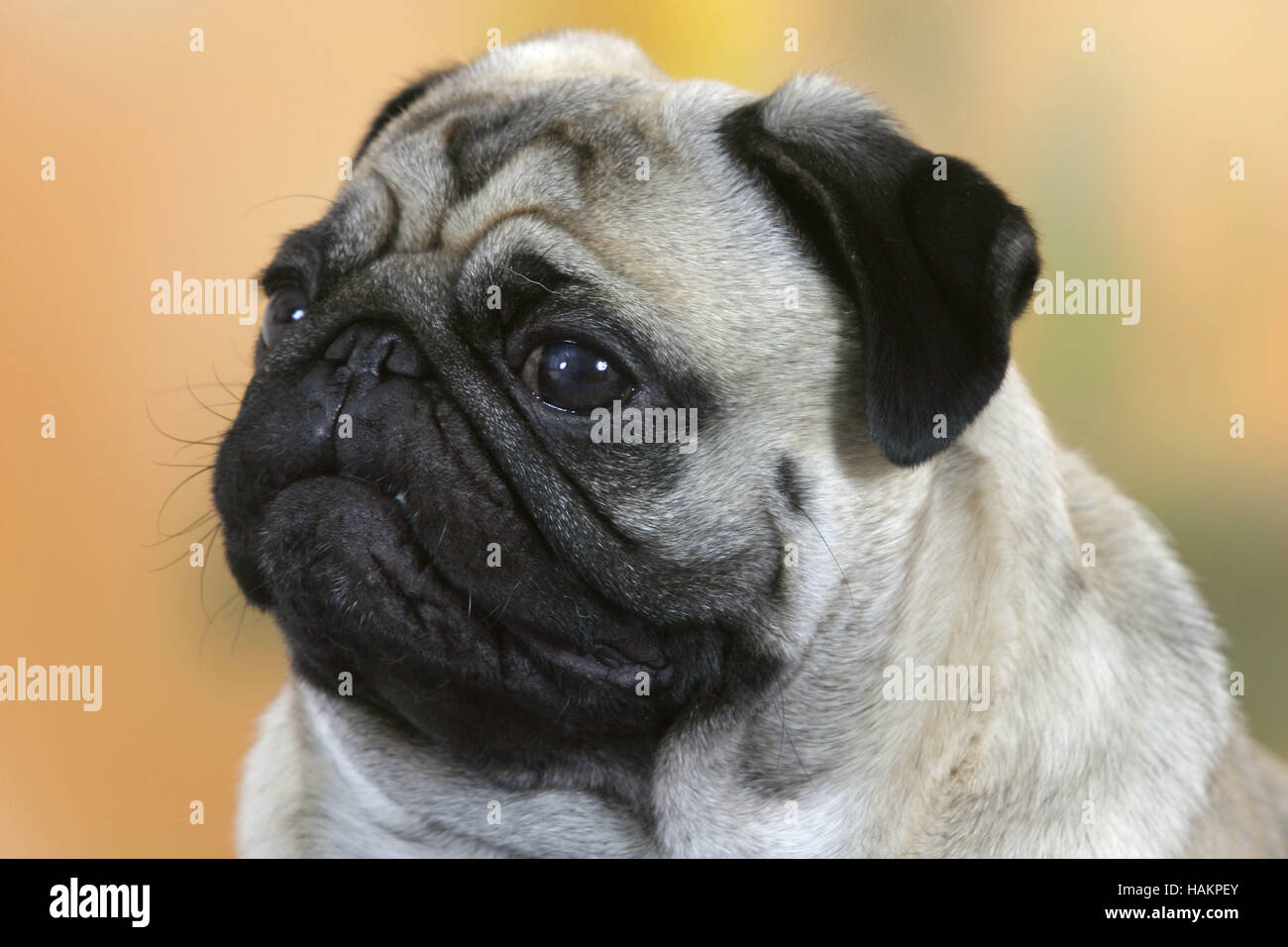 Lefze hi-res stock photography and images - Alamy