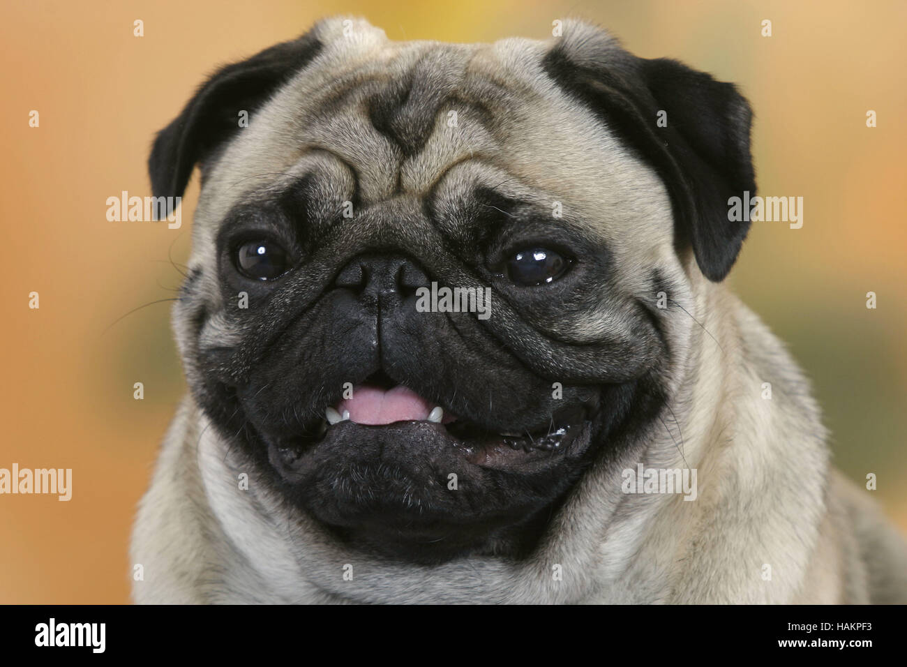 Ugly pug hi-res stock photography and images - Alamy