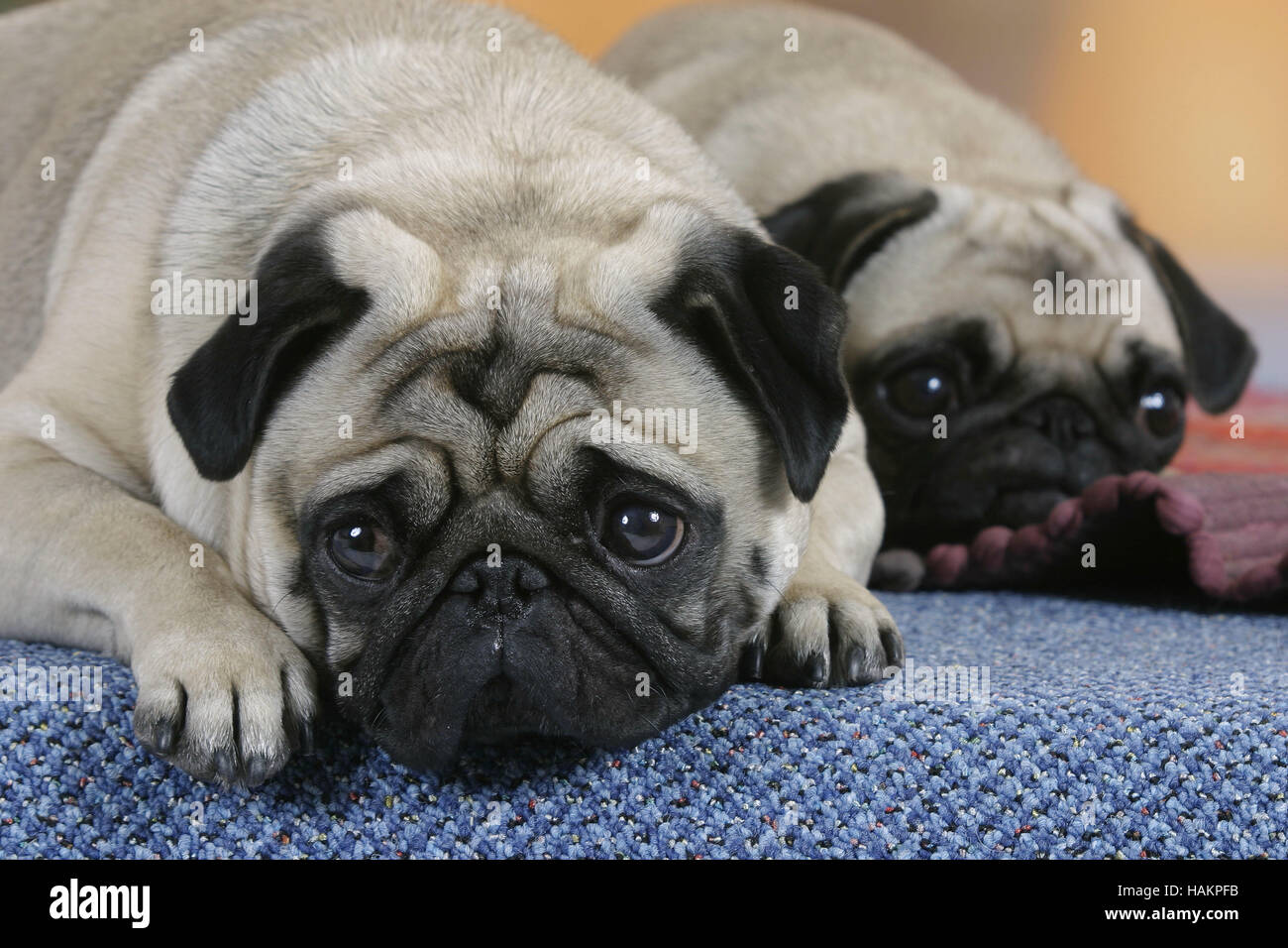 Handt hi-res stock photography and images - Alamy