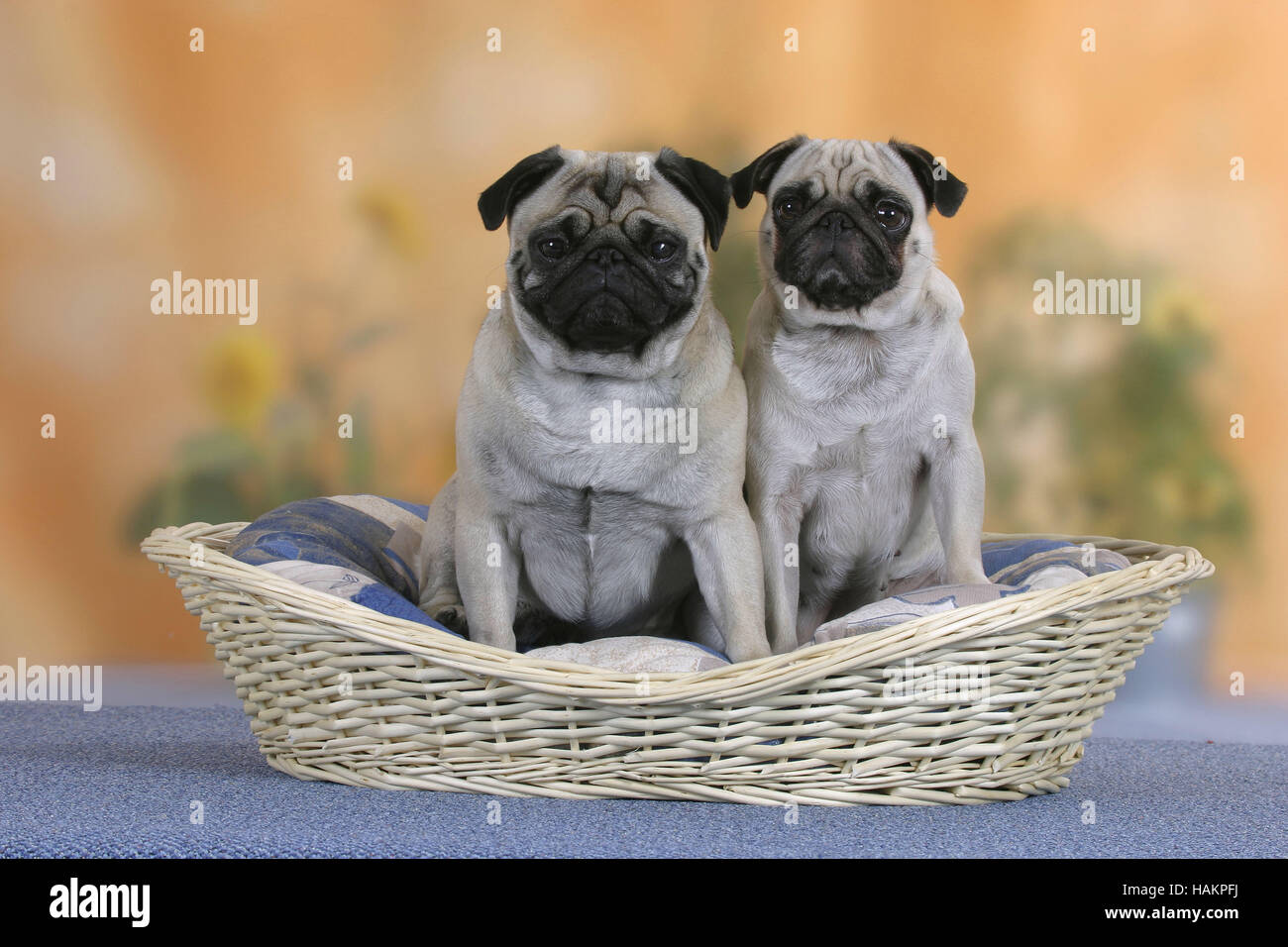 Englischer bulldog hi-res stock photography and images - Alamy