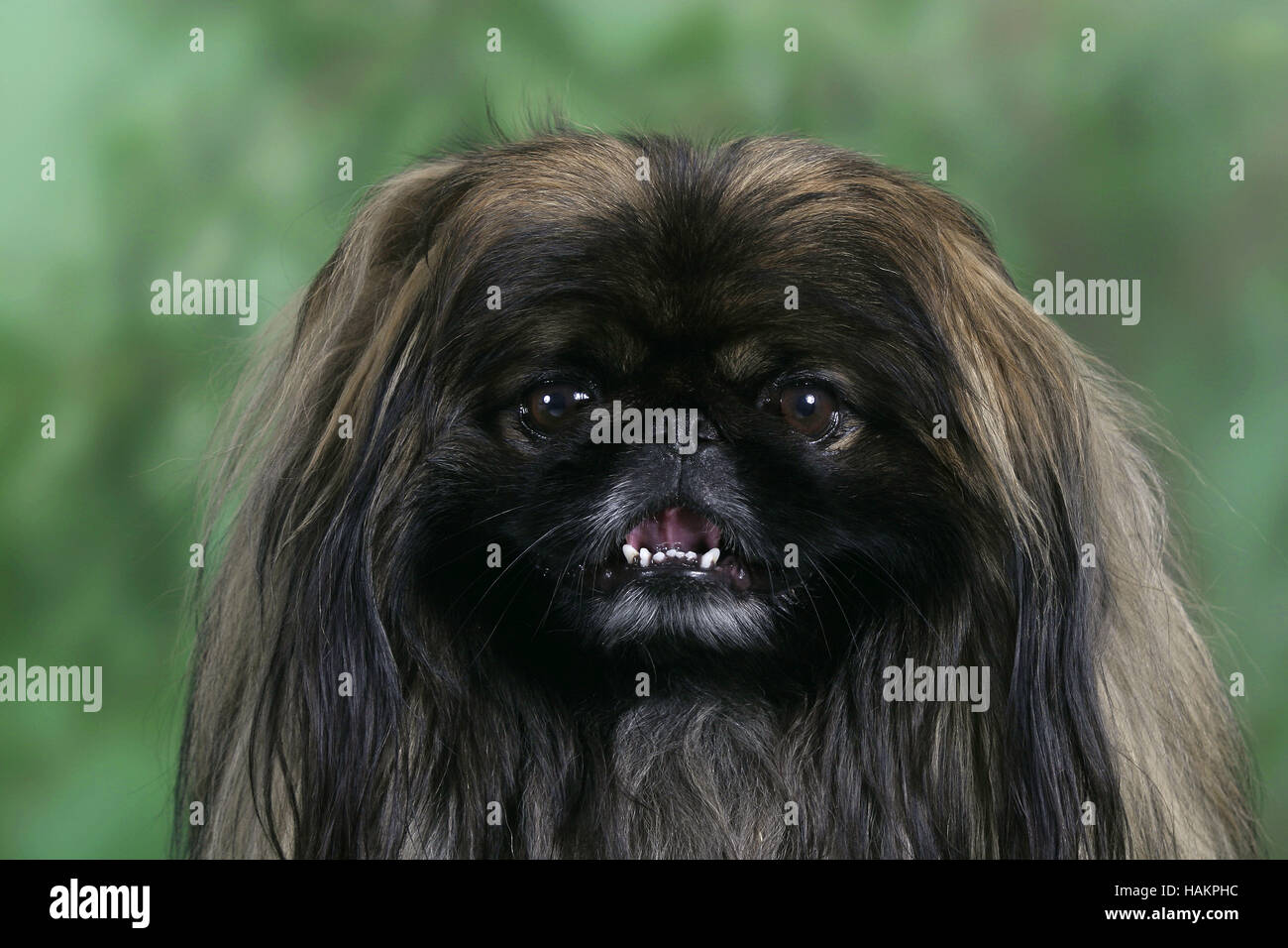 Portrait of pekingese hi-res stock photography and images - Alamy