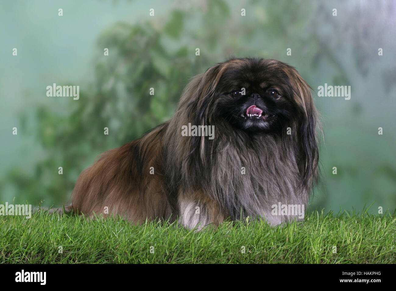 Pekingese / Pekinese Stock Photo - Alamy