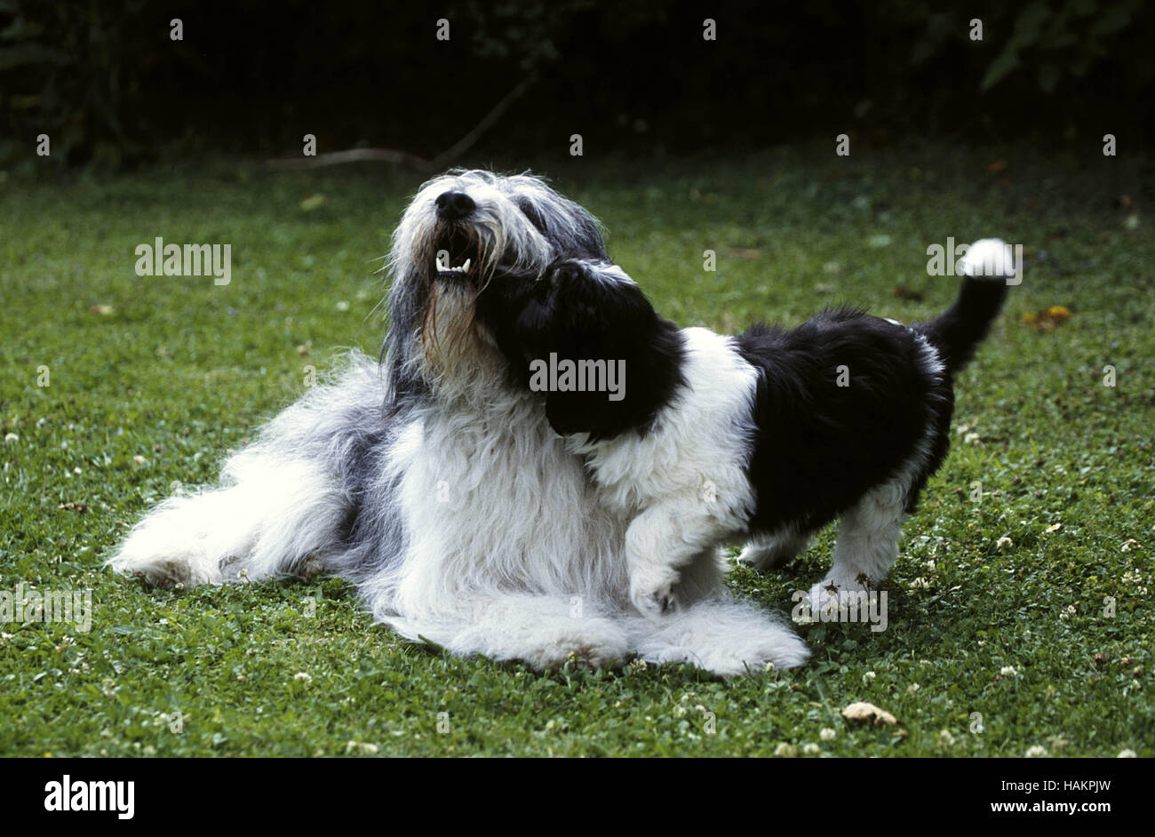 Polish Lowland Sheepdog Stock Photo - Alamy