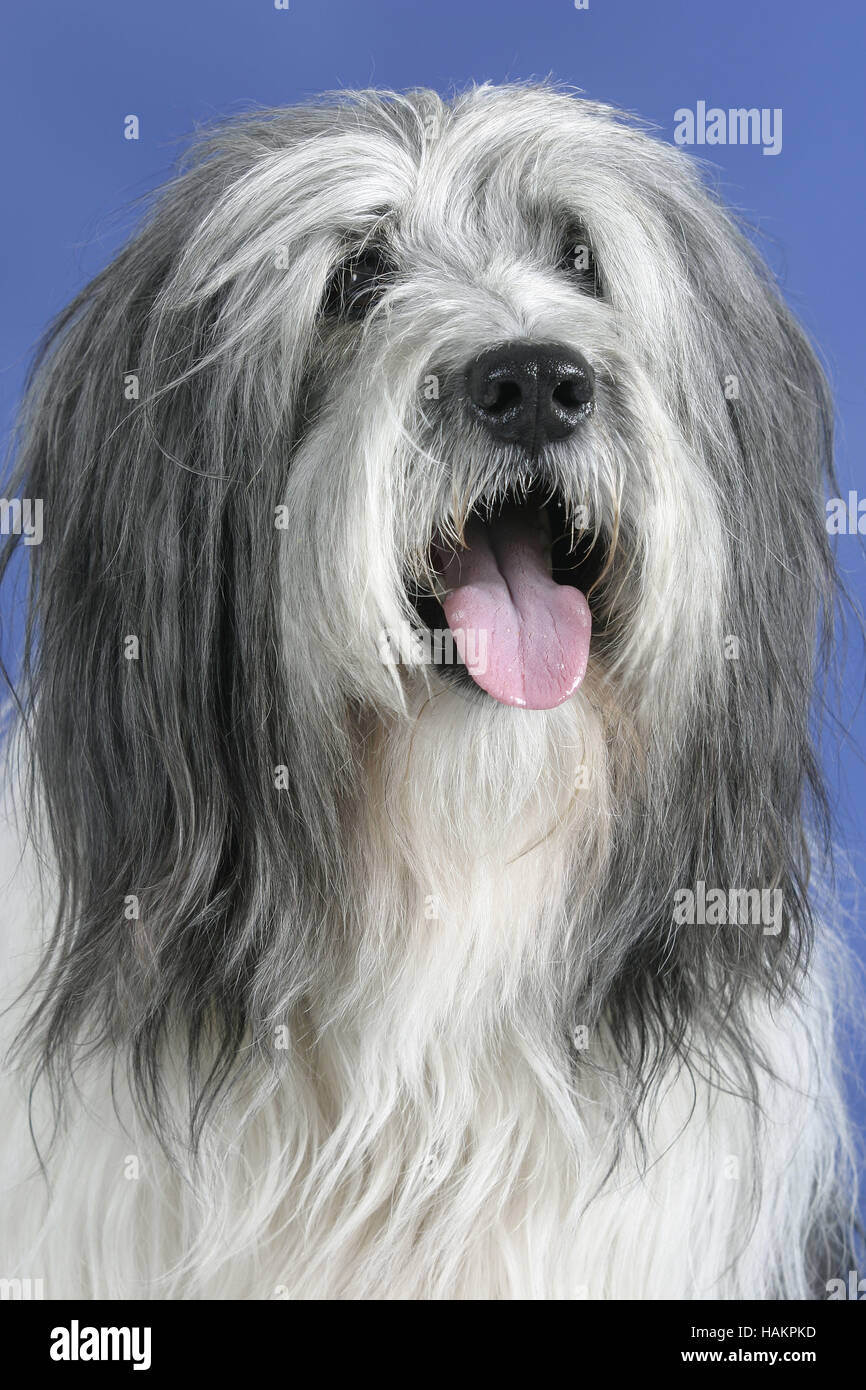 Polish lowland sheepdogs High Resolution Stock Photography and Images ...